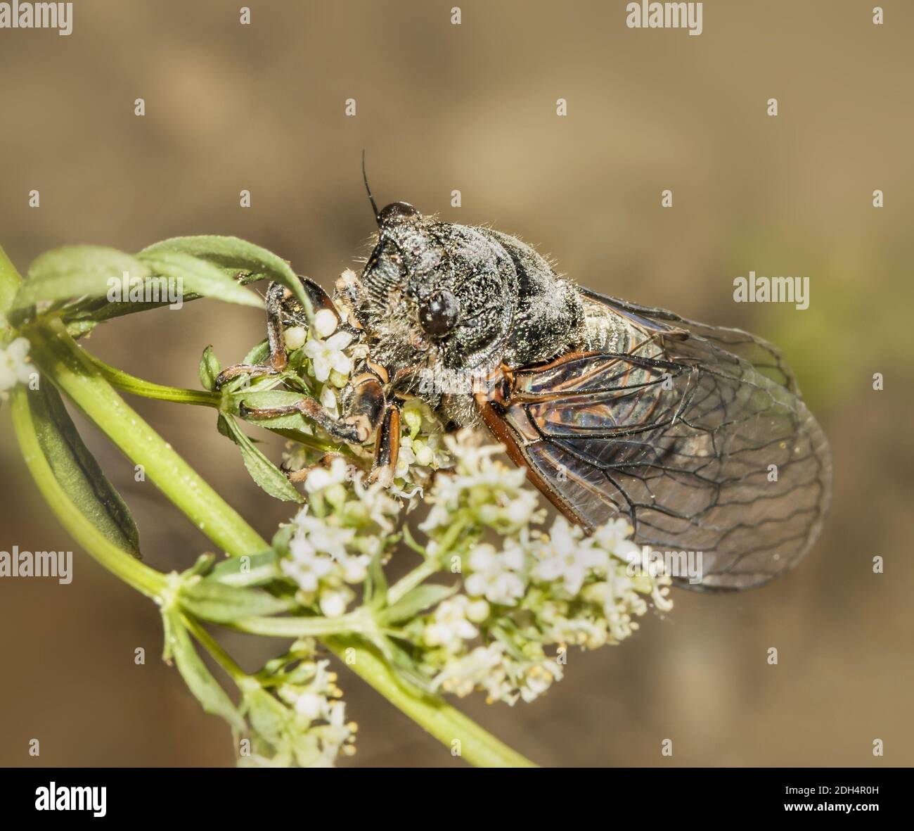 New Forest Cicada 'Cicadetta montana' Stock Photo - Alamy