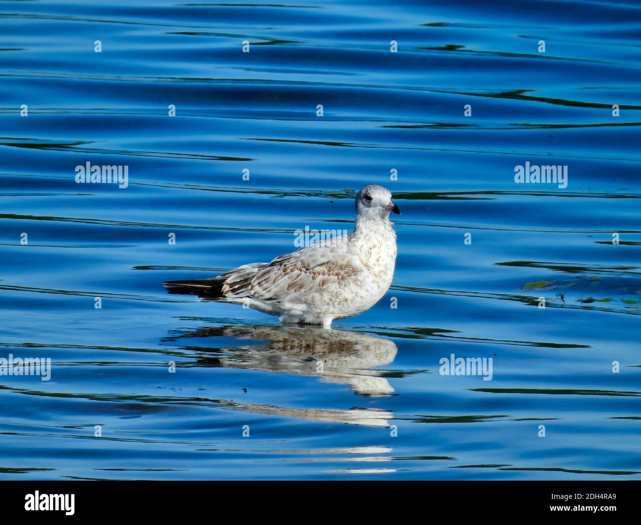 A Ring-Billed Gull Bird Stands in Shallow Lake Water Facing Forward as ...