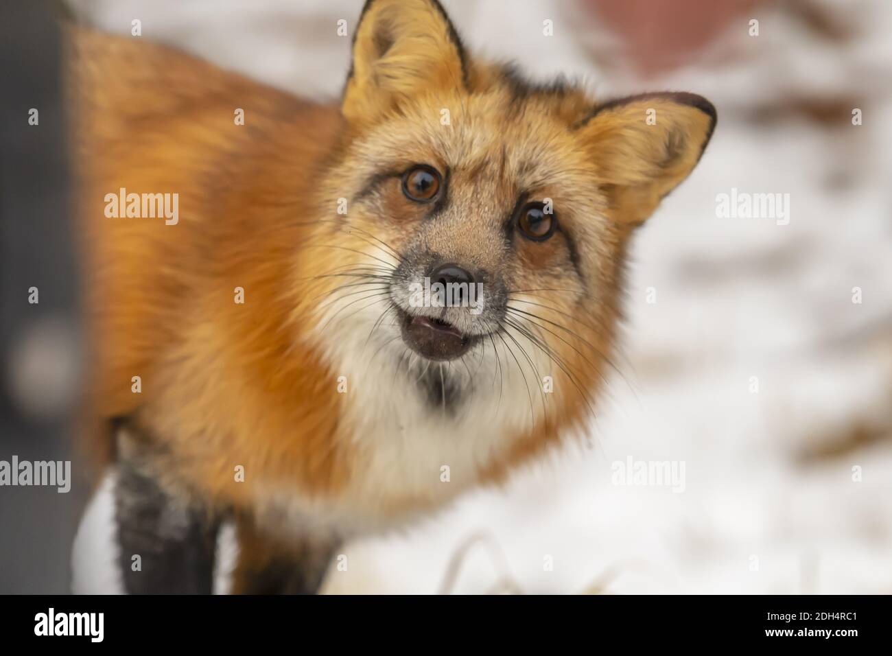 One spotted fox hi-res stock photography and images - Alamy