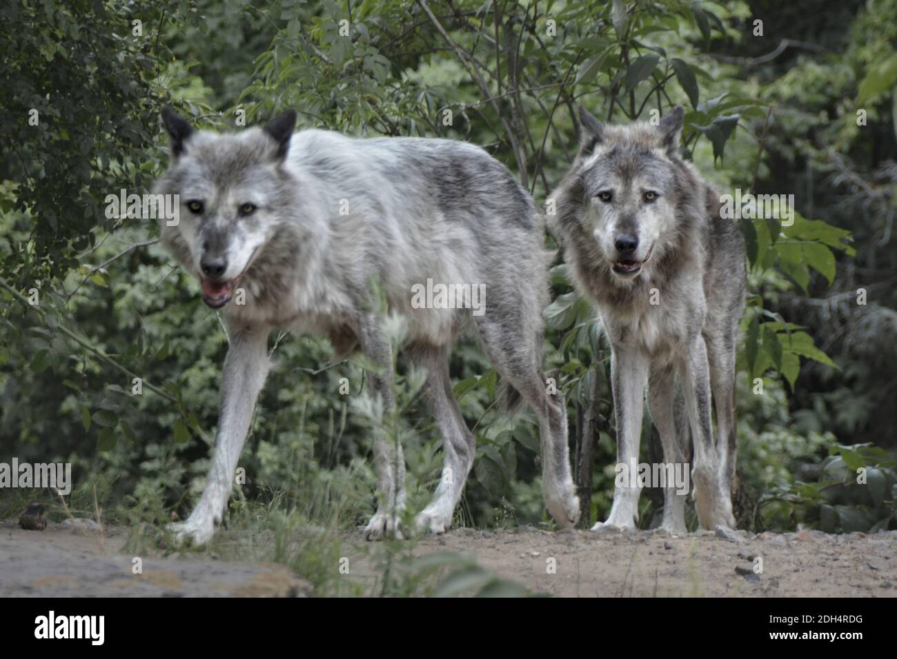 Female wolves hi-res stock photography and images - Alamy