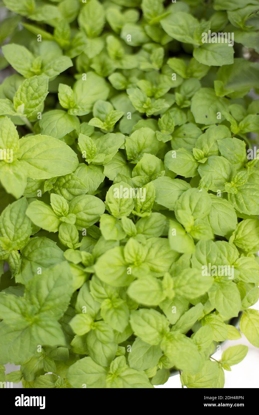 Peppermint mentha piperita hi-res stock photography and images - Alamy