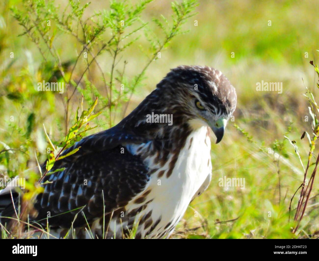 Eye sum hi-res stock photography and images - Alamy