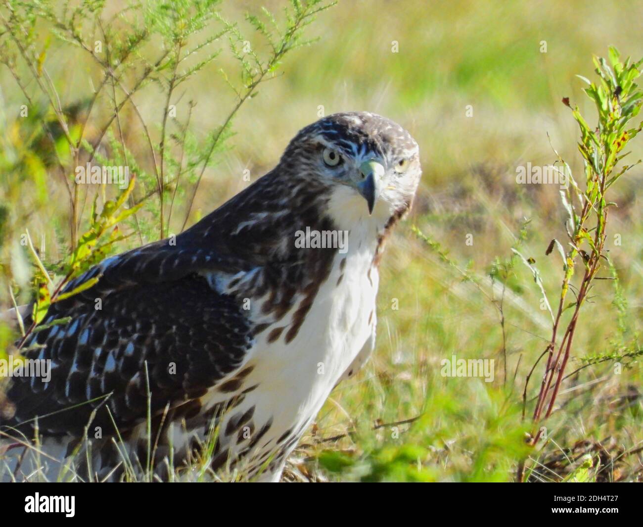 Closeup of Red-Tailed Hawk Bird of Prey Raptor as it Sits in a Field of ...