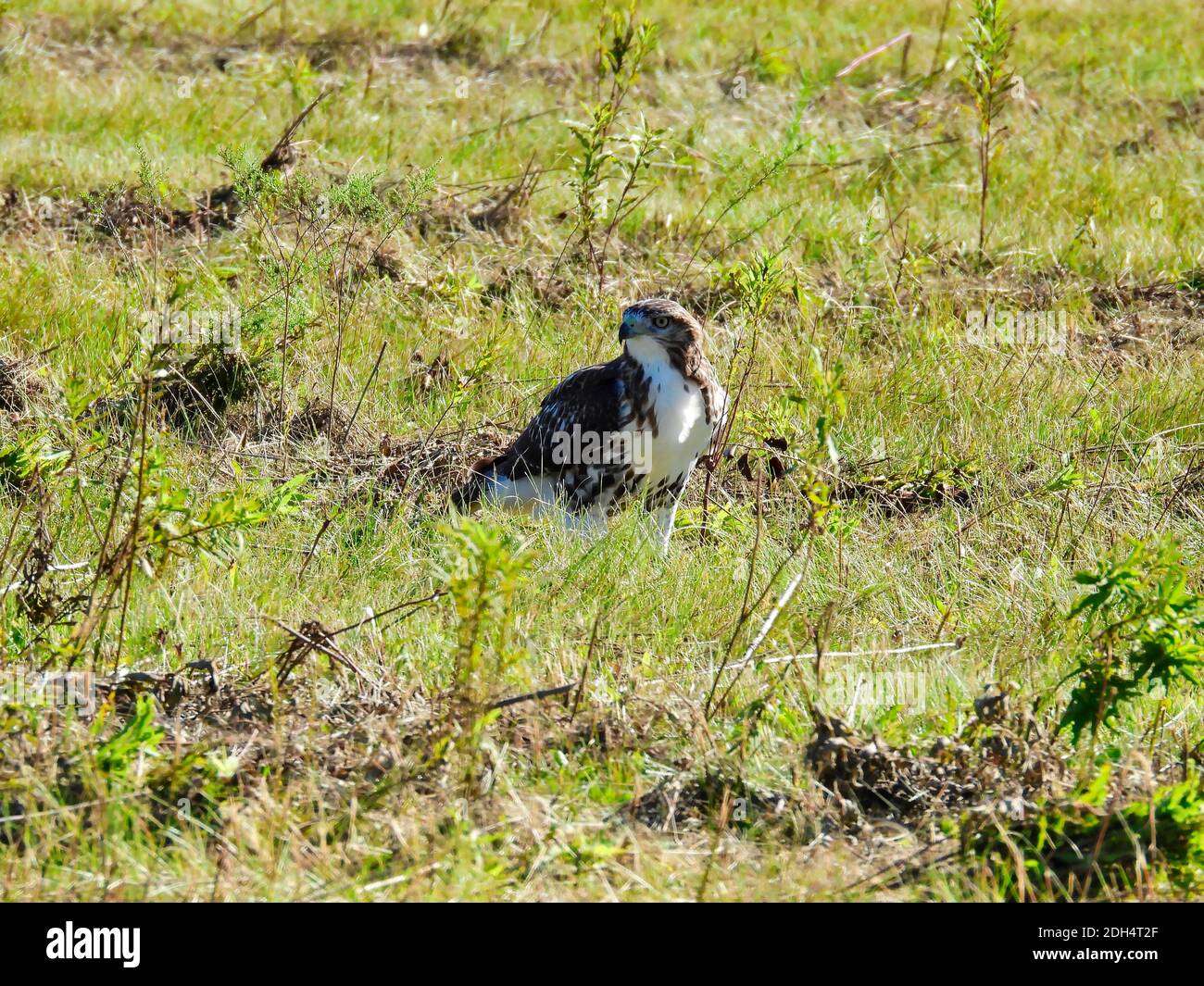 Red-Tailed Hawk Bird of Prey Raptor Sitting on the Ground of a Field ...