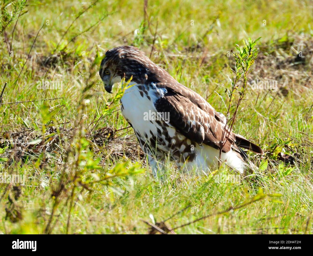 Red-Tailed Hawk Bird of Prey Raptor While Sitting on the Ground in a ...