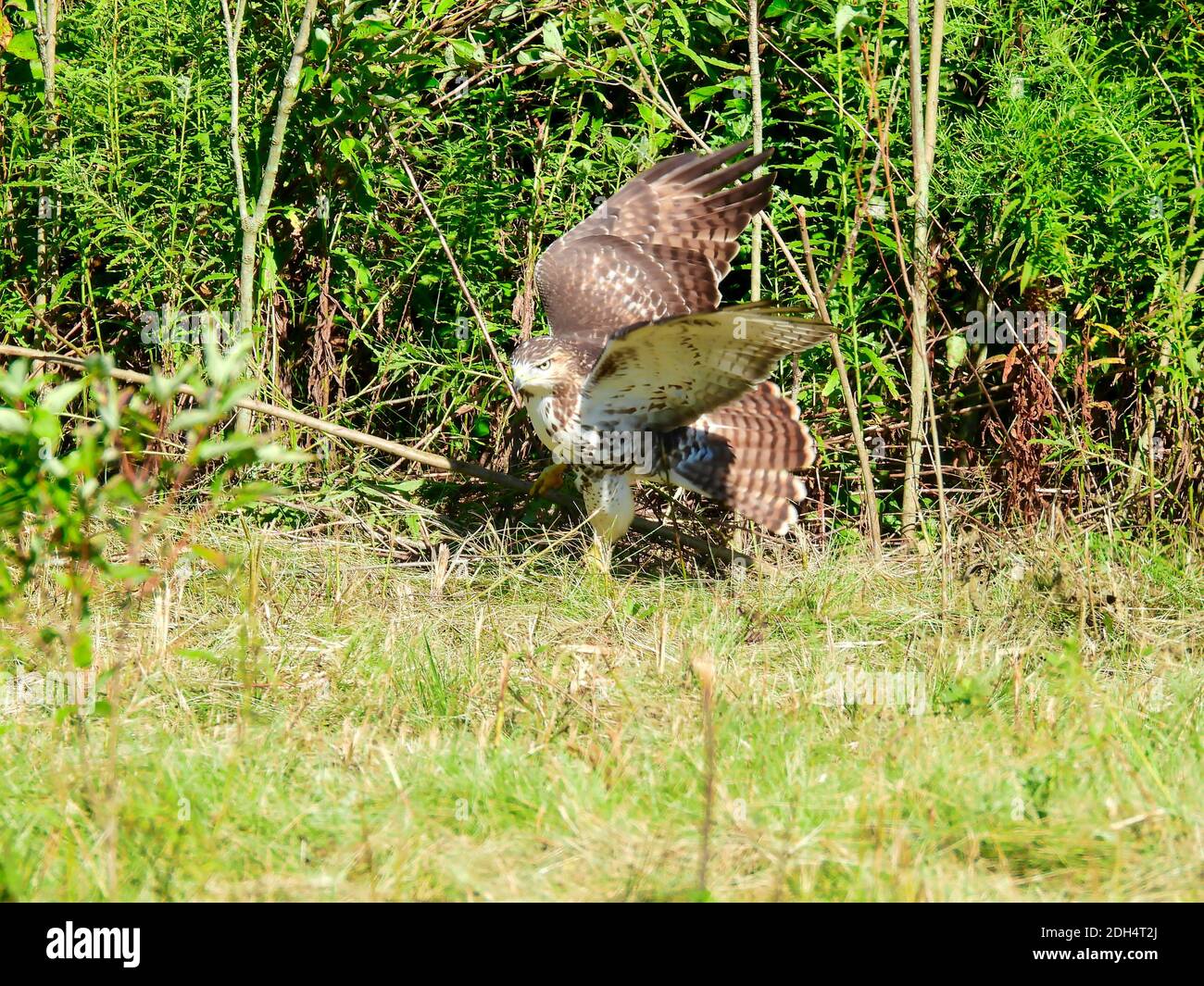 A Red-Tailed Hawk Bird of Prey Raptor Getting Ready to Fly as it Sits ...