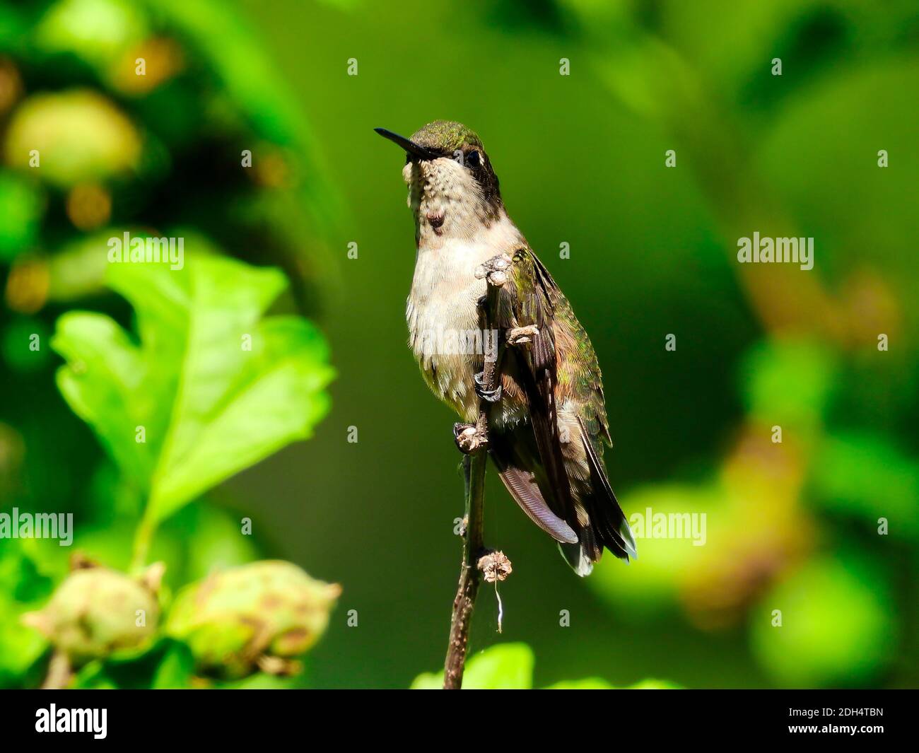 Little brown hummingbird hi-res stock photography and images - Alamy