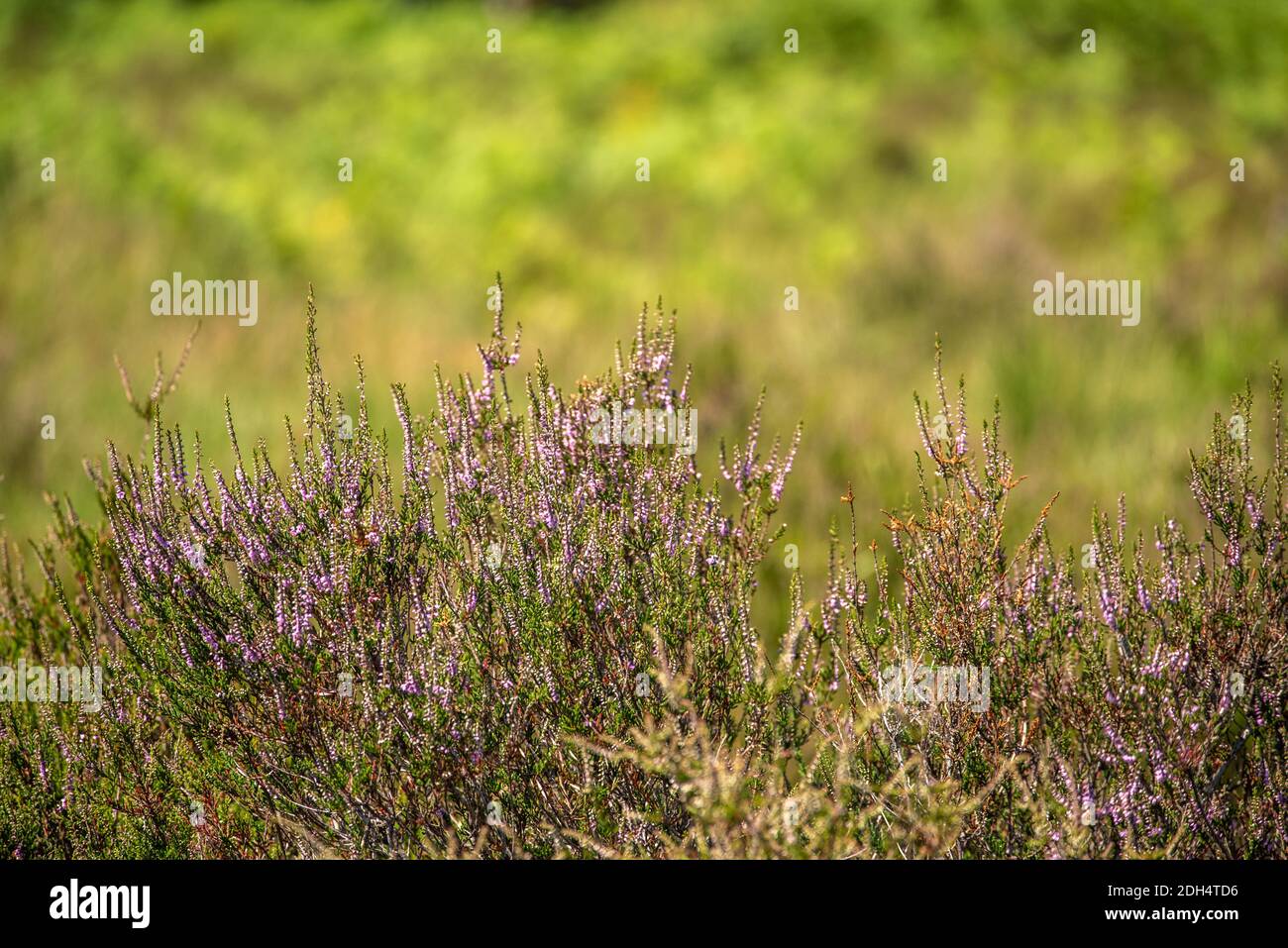 Heather in bloom Stock Photo - Alamy