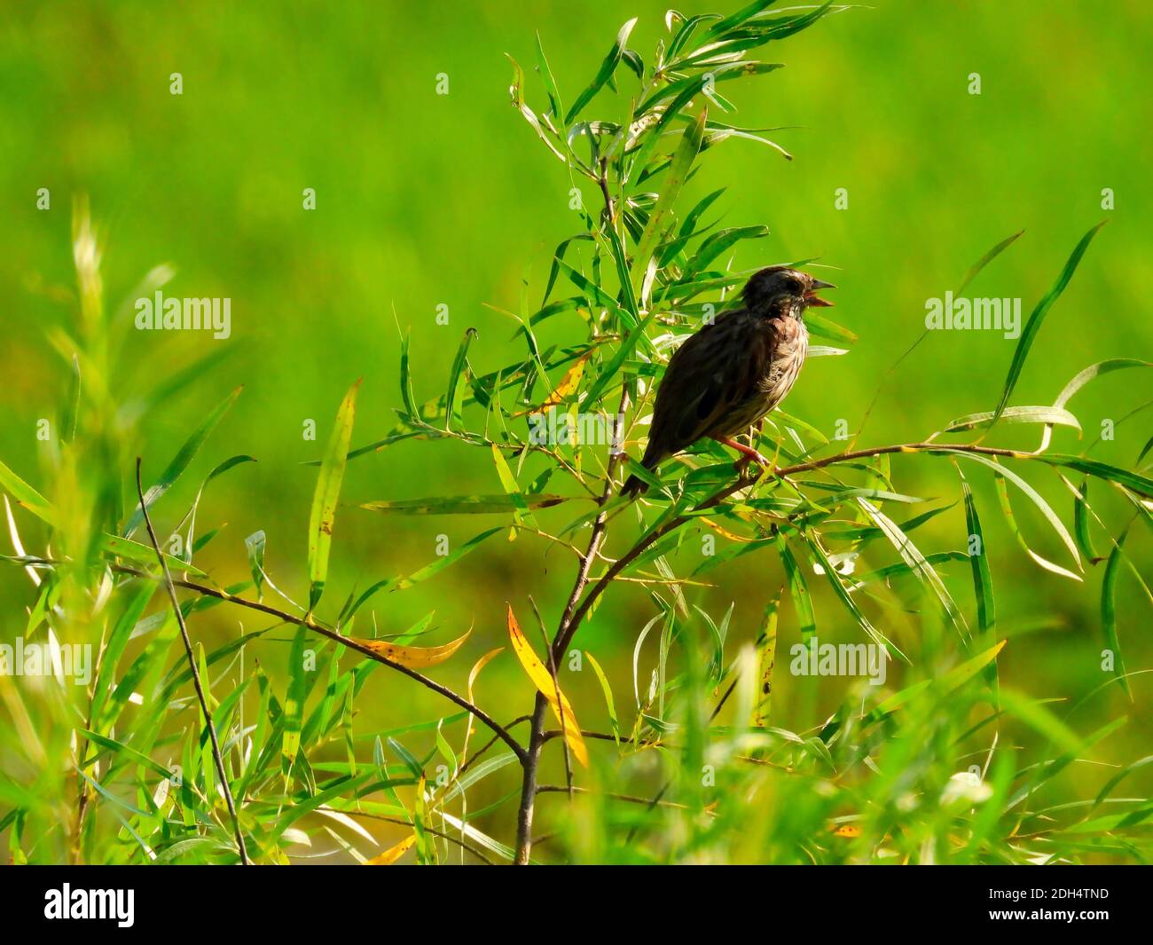 A Young Song Sparrow Bird Singing with Beak Open and Tongue Showing ...