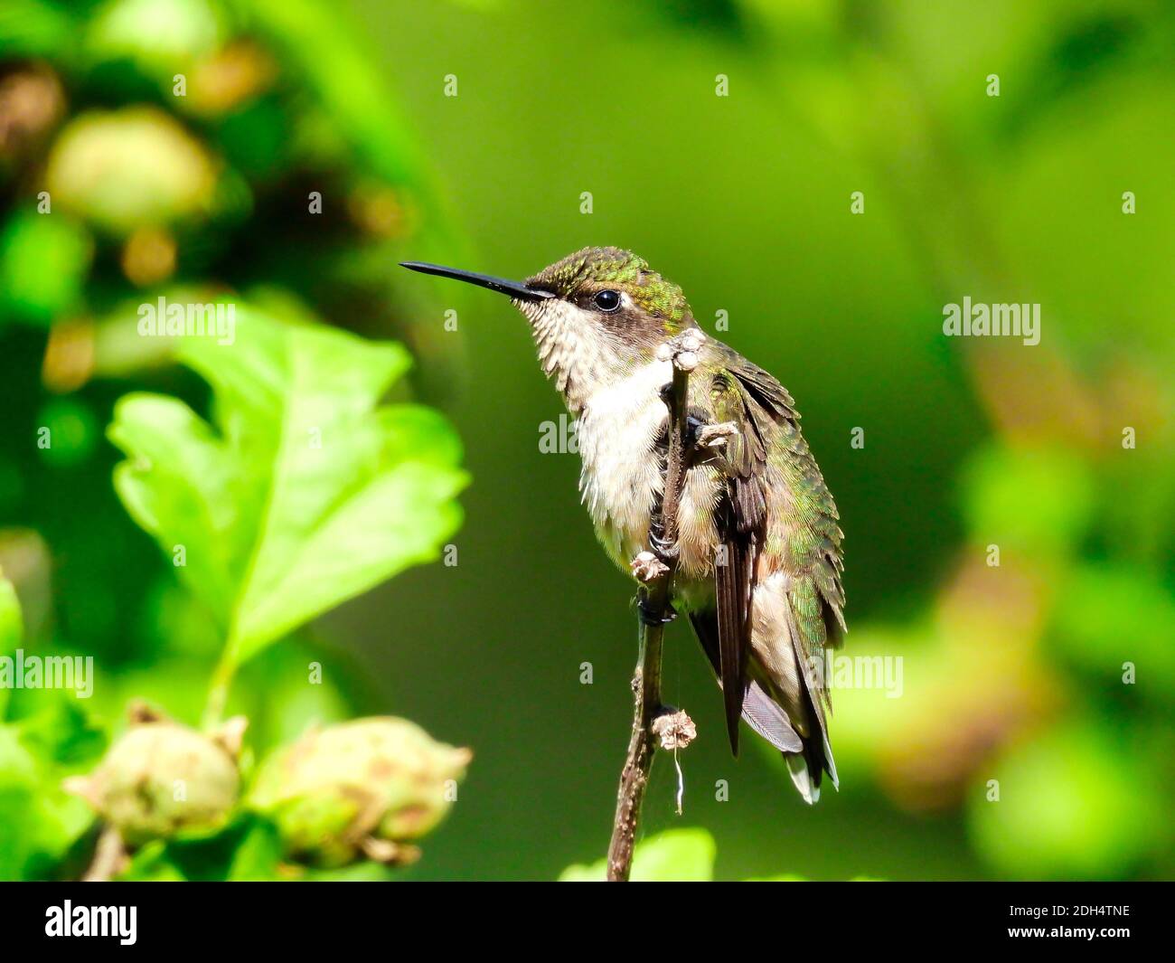 A Young Ruby-Throated Hummingbird with Fluffed Out Feathers Perched on ...