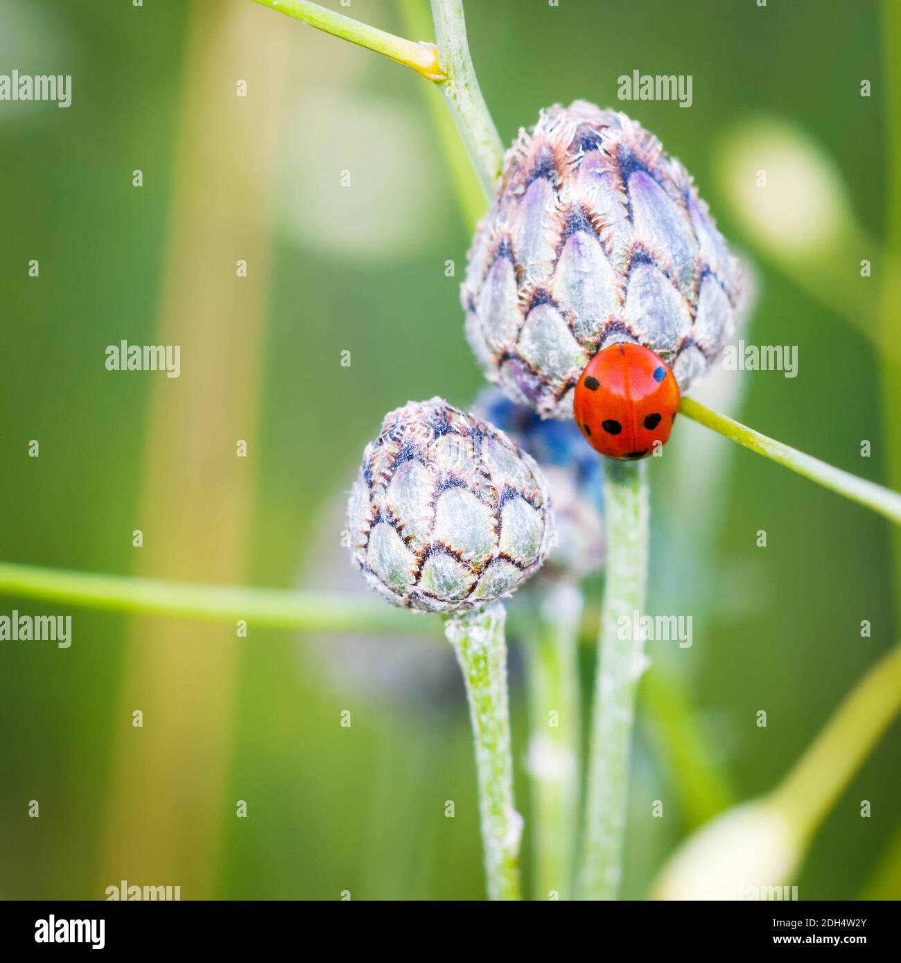 Thistle ladybird hi-res stock photography and images - Alamy