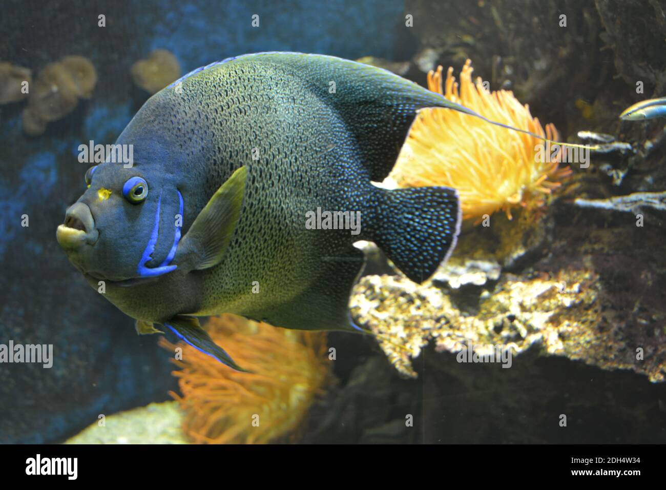 Blue marine angelfish Stock Photo - Alamy