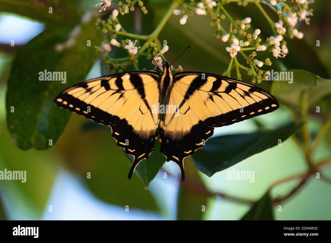 North Carolina Zoo High Resolution Stock Photography and Images - Alamy