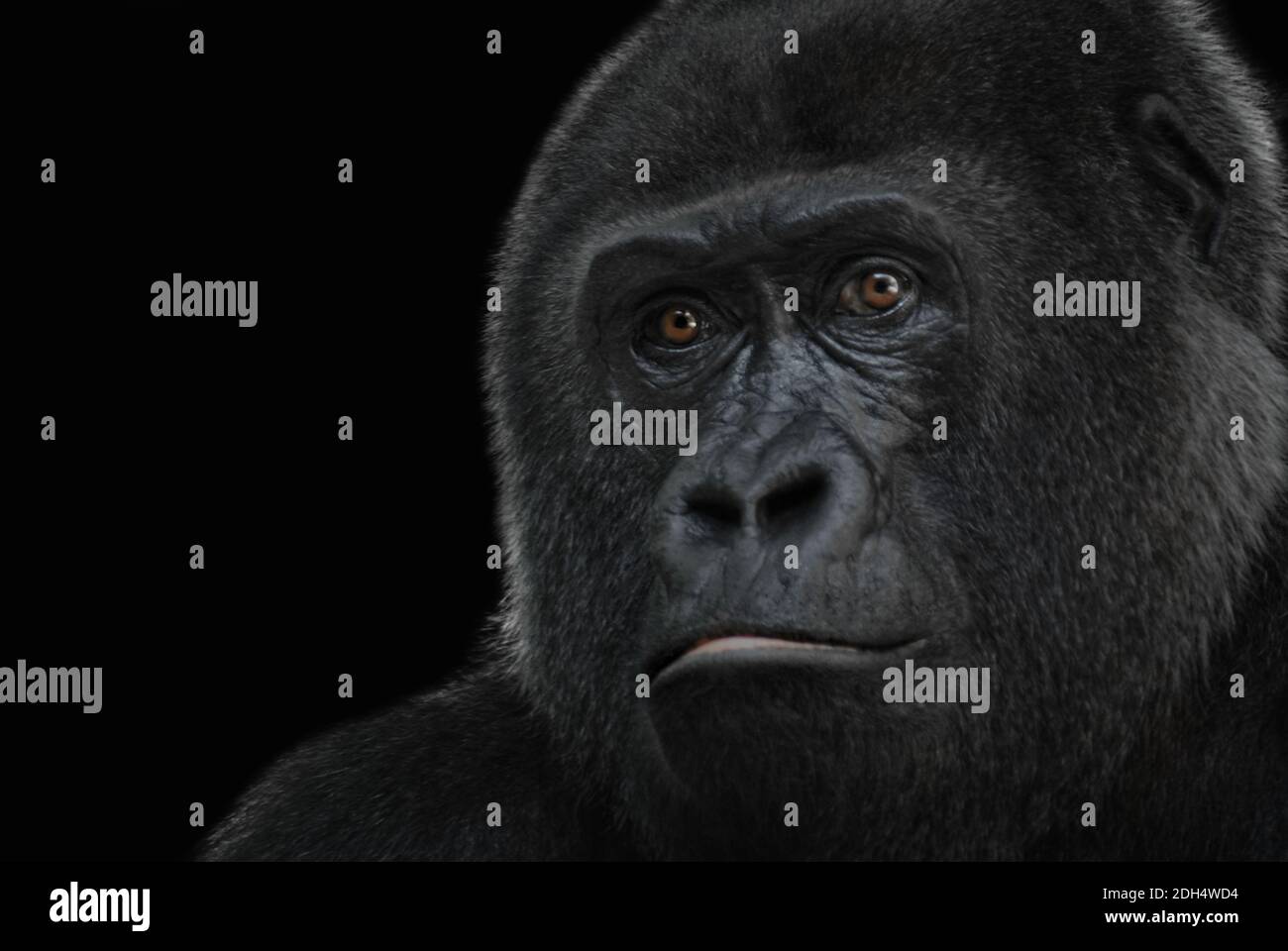 Gorilla eyes up close hi-res stock photography and images - Alamy