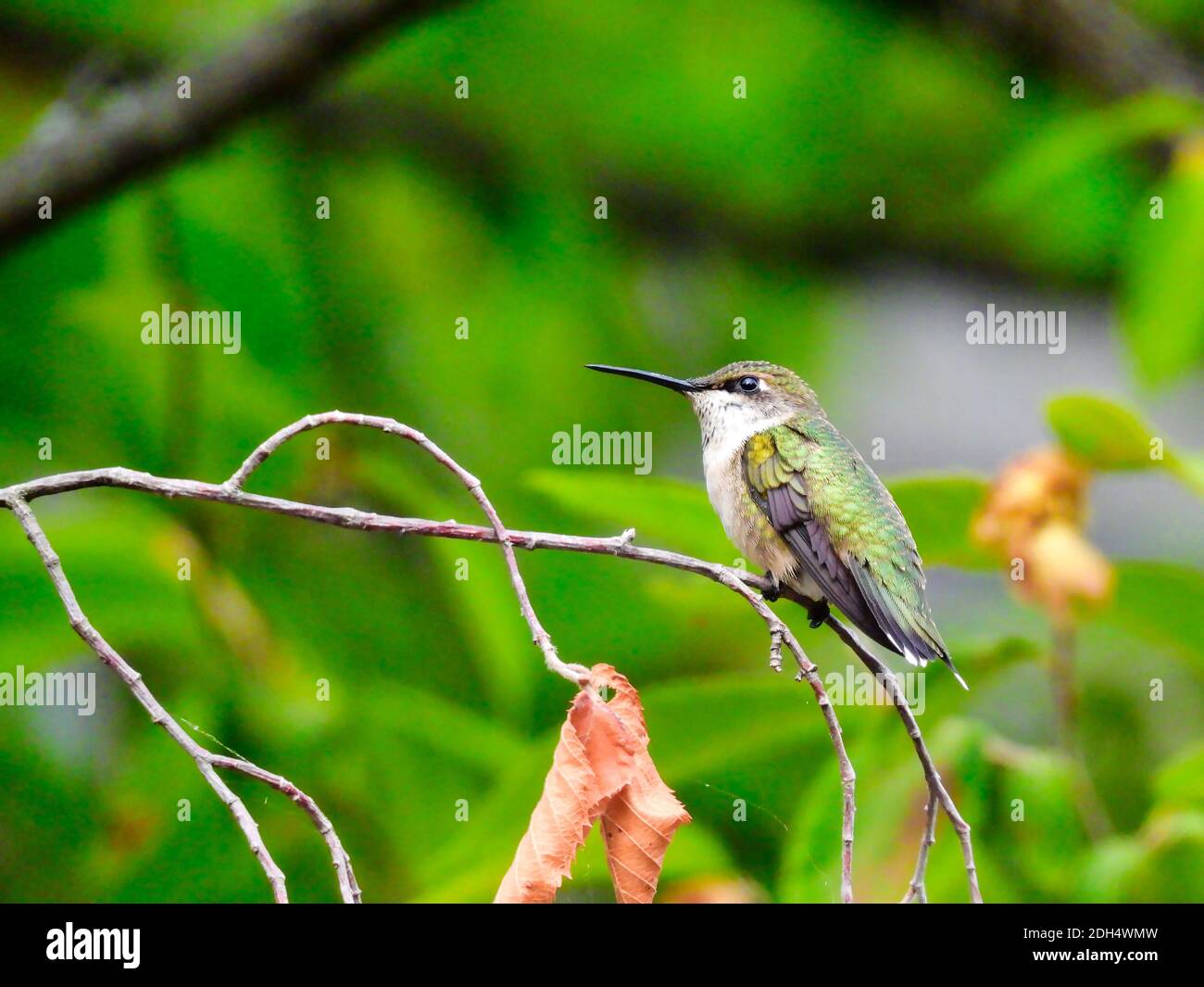 Dead hummingbird hi-res stock photography and images - Alamy