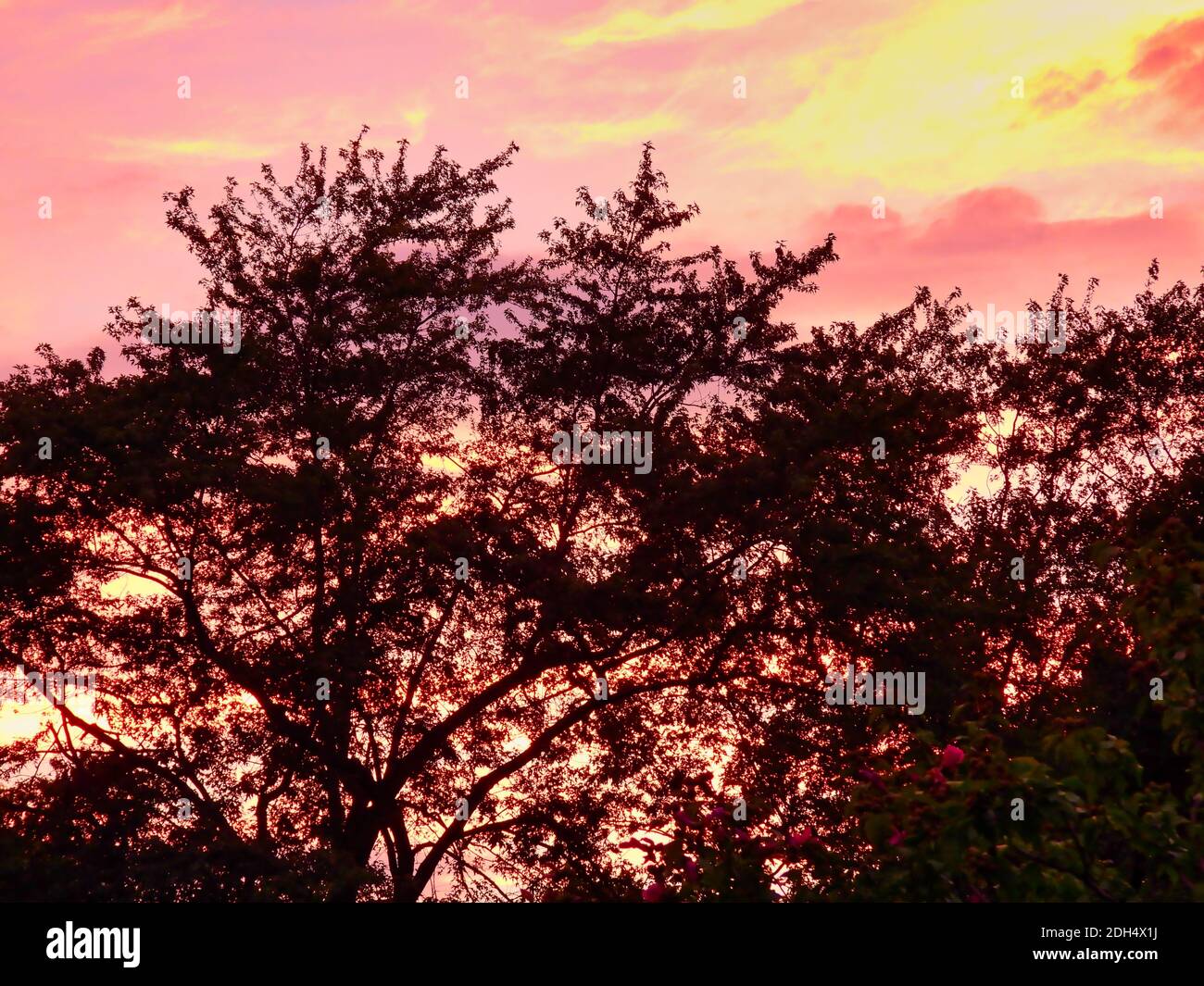 Bright Summer Sunset at Dusk Behind Silhouetted Maple Tree with Pink ...