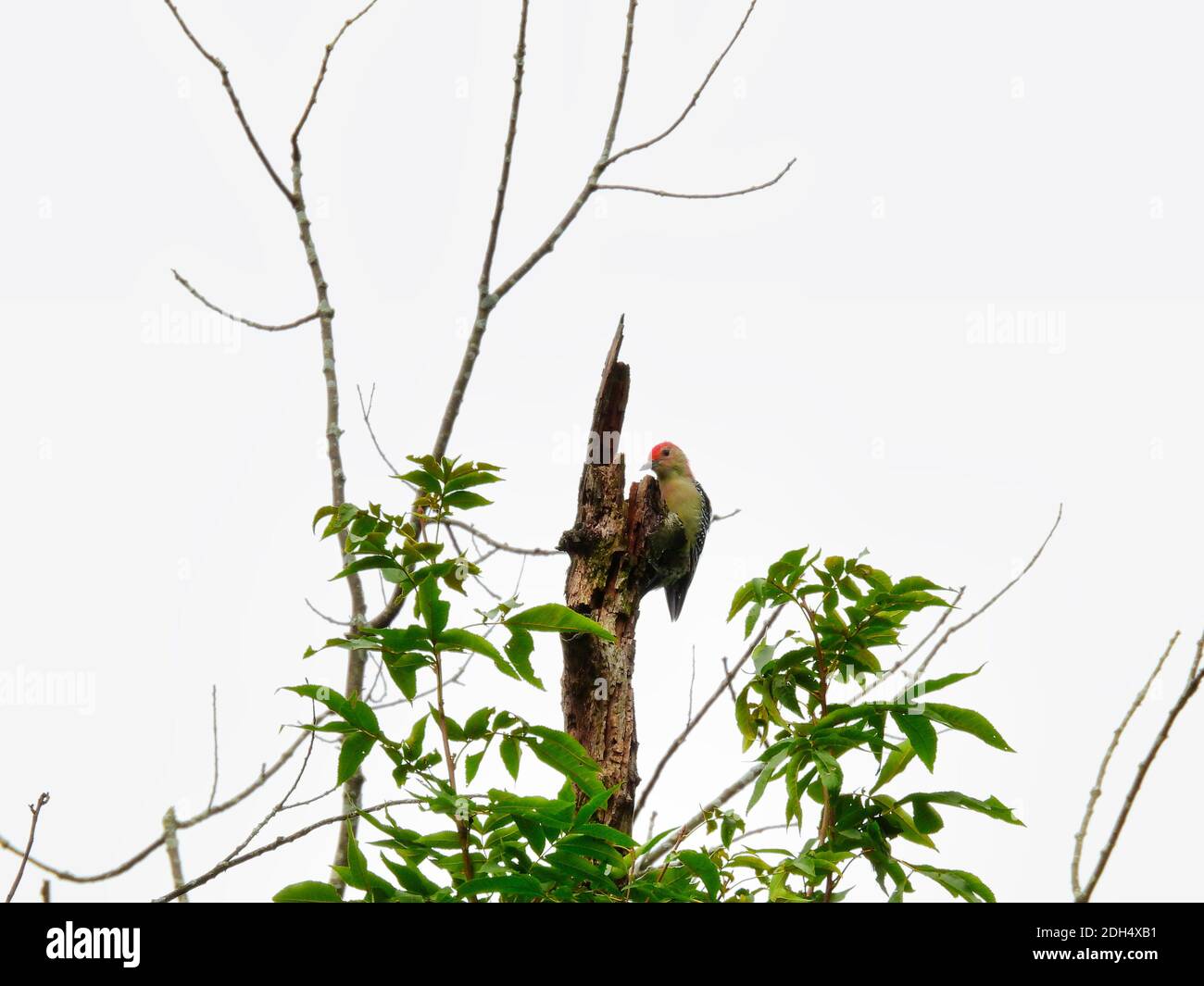 Woodpecker on a tree trunk: Red-bellied woodpecker bird on the tip of a ...
