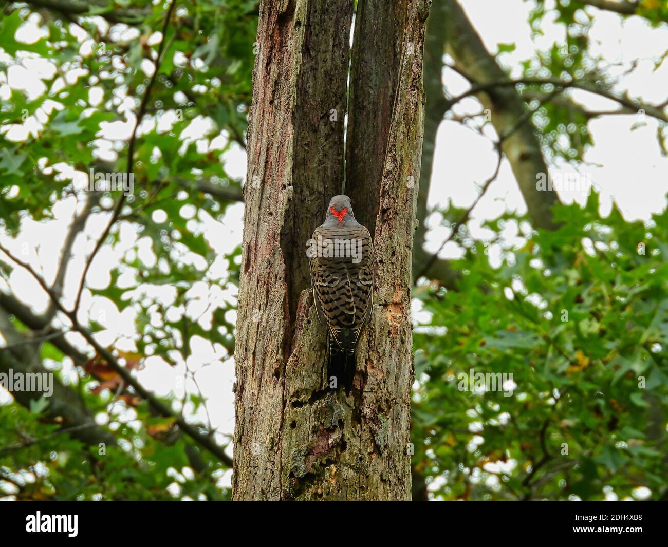 Northern Flicker Woodpecker Bird as Seen From Behind Back Hanging on to ...
