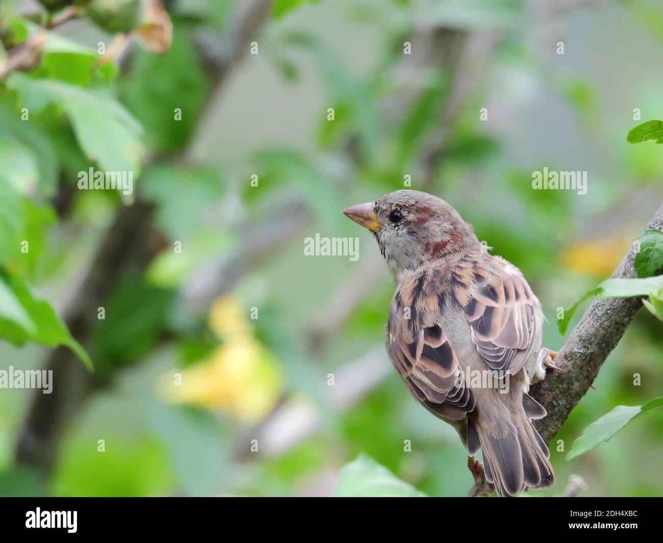 Back view of bird hi-res stock photography and images - Alamy