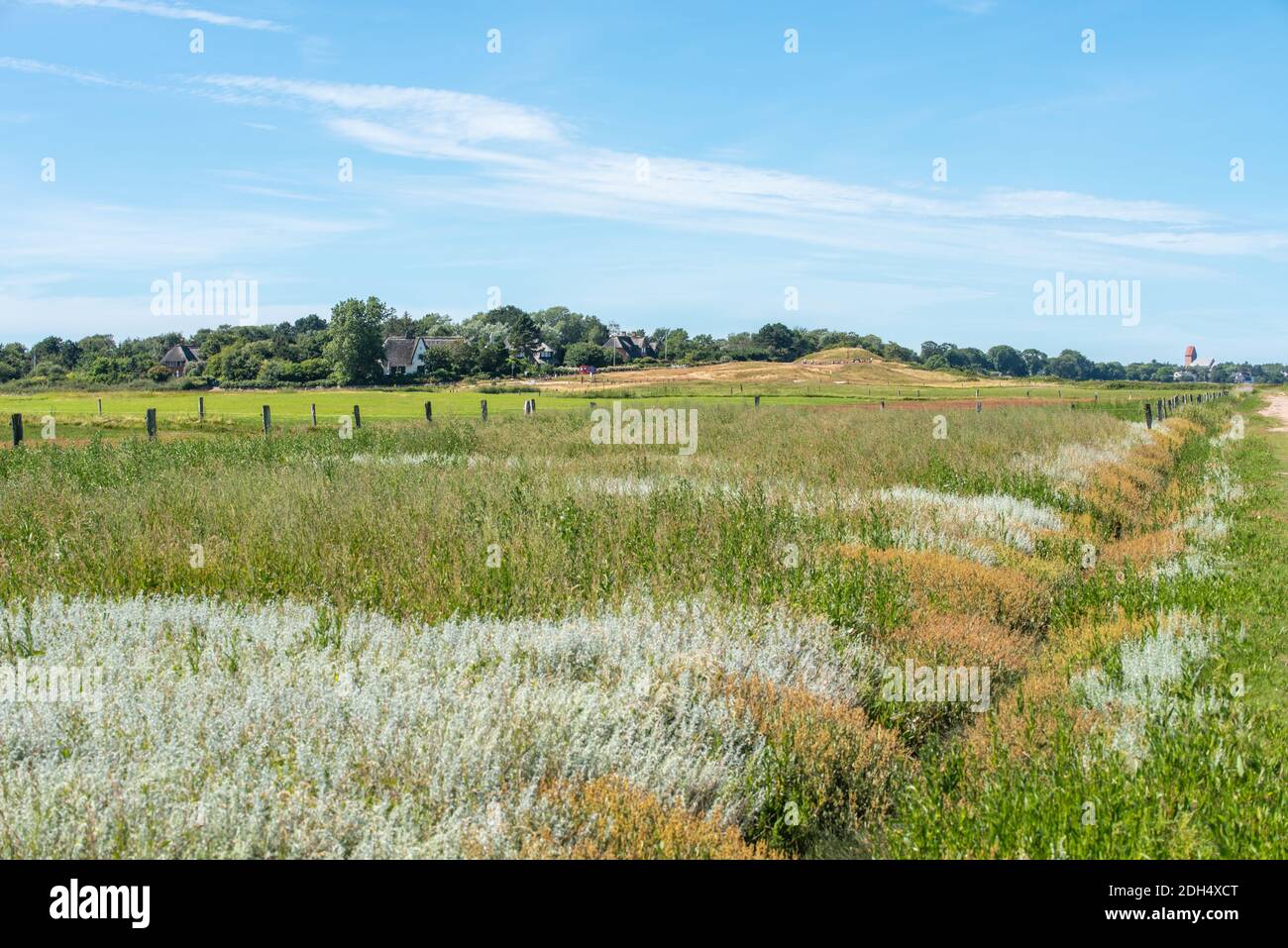 Pasture grasses hi-res stock photography and images - Alamy