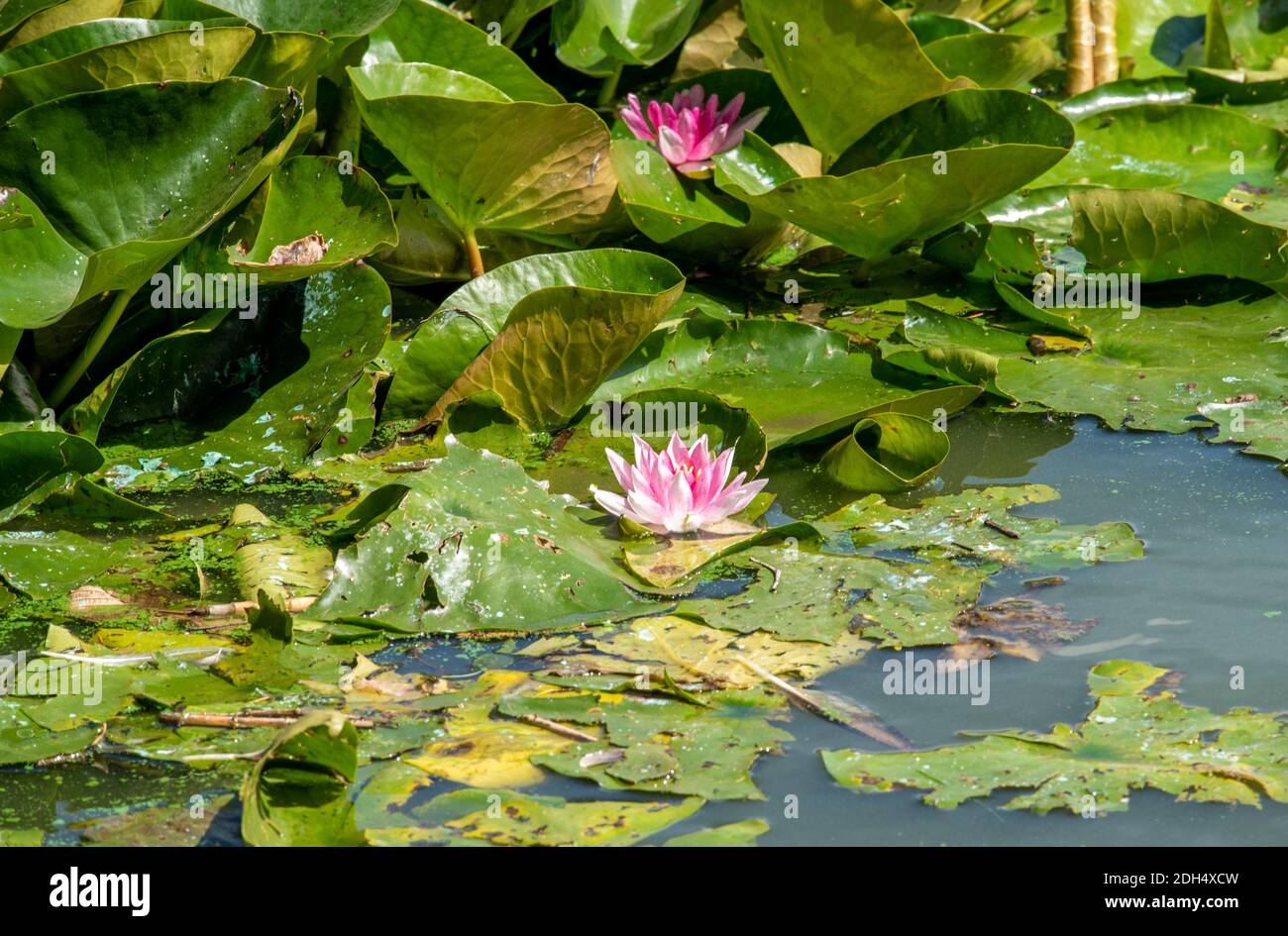 Ponds with water lilies hi-res stock photography and images - Alamy