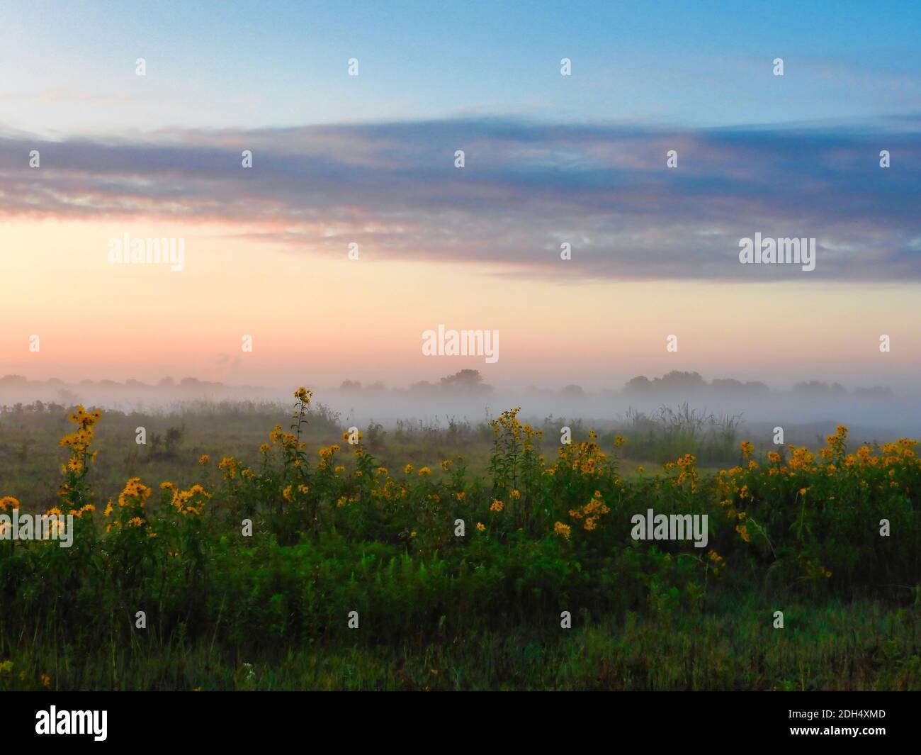 Sunrise over field of flowers hi-res stock photography and images - Alamy