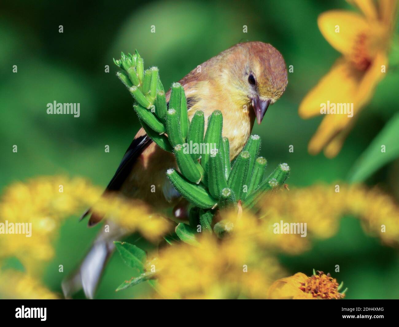 Female american goldfinch hi-res stock photography and images - Alamy