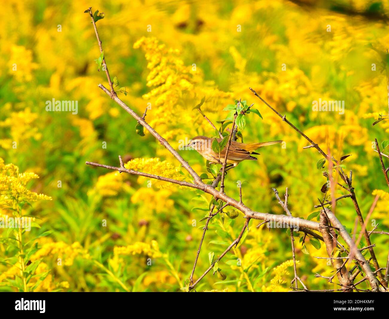 Wildflower and warbler hi-res stock photography and images - Alamy
