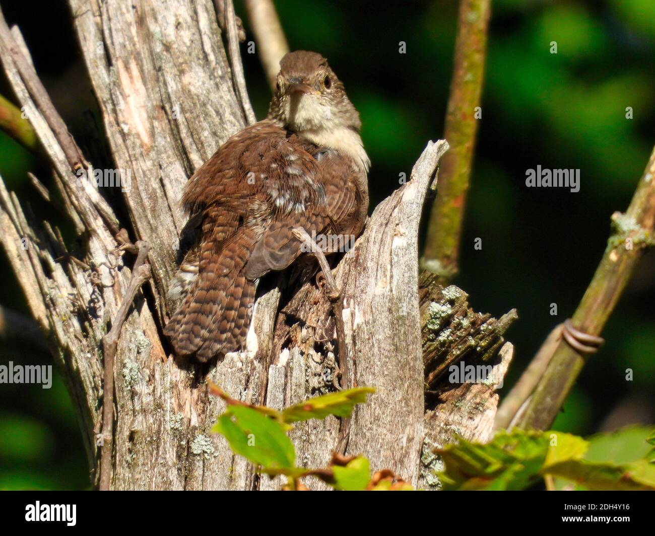 Bird with broken wing hi-res stock photography and images - Alamy