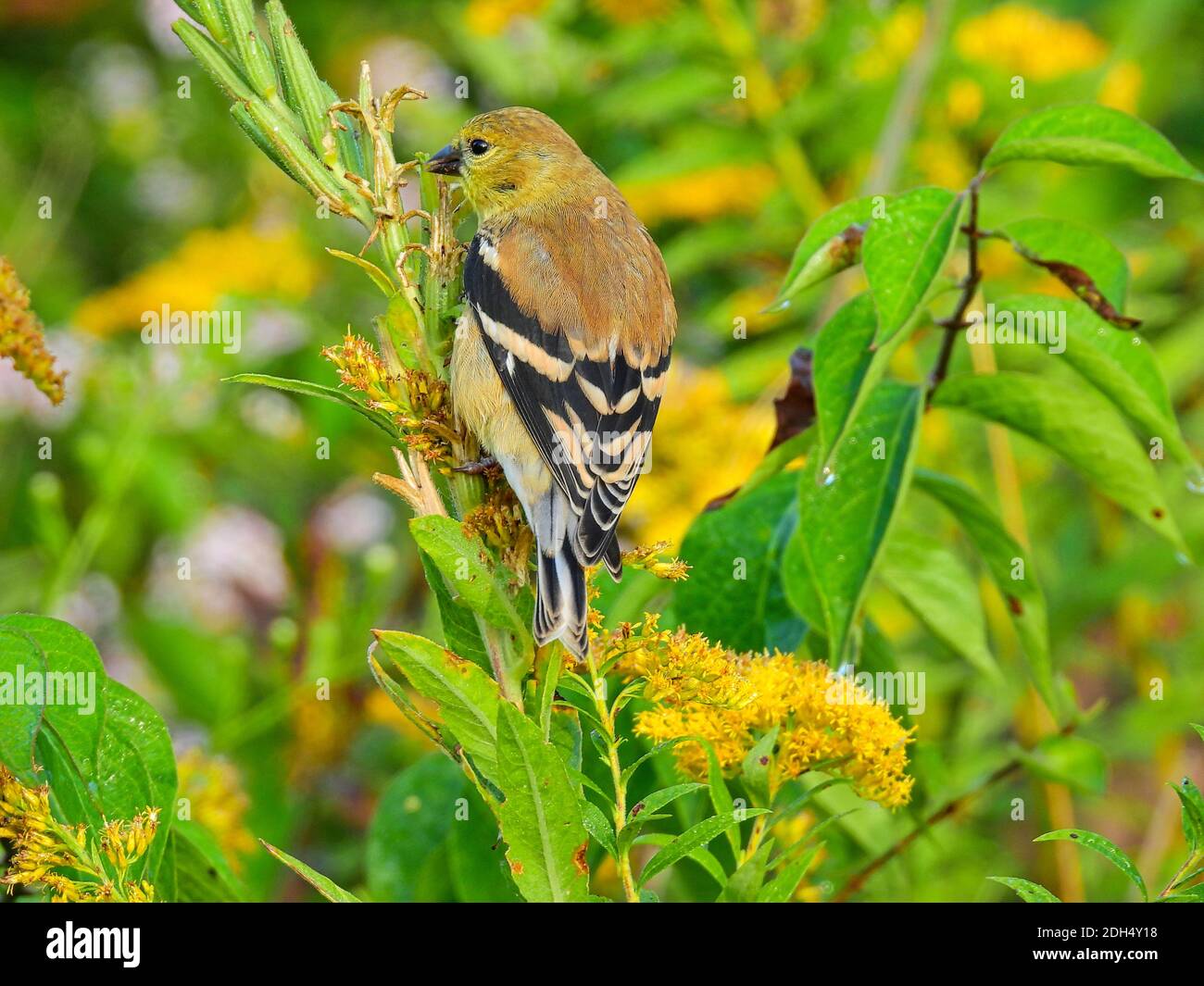 Goldfinch Bird Eats from Yellow Wildflower Goldenrod Among Green and ...