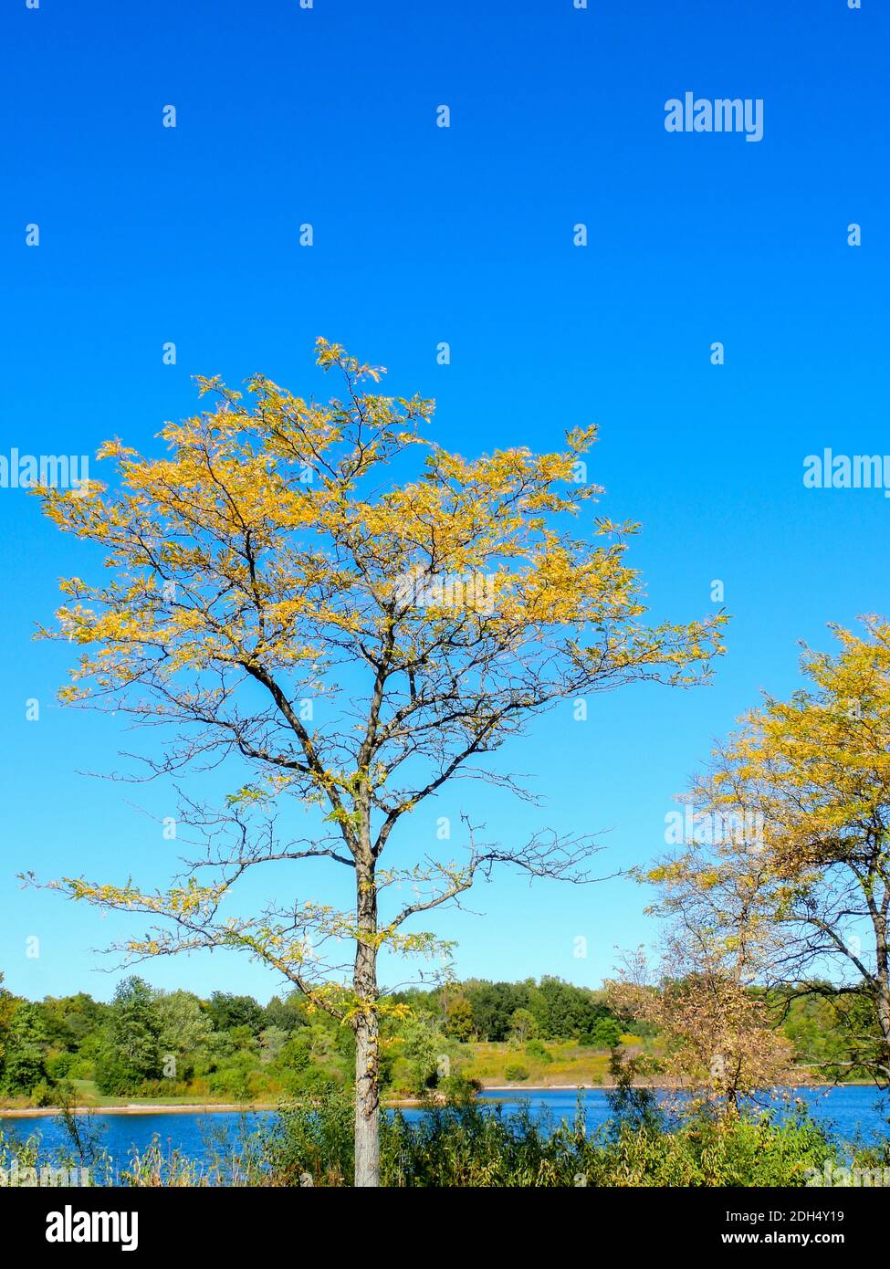 Honey Locust Tree with Yellow Fall Leaf Colors Among Bushes on Lake ...