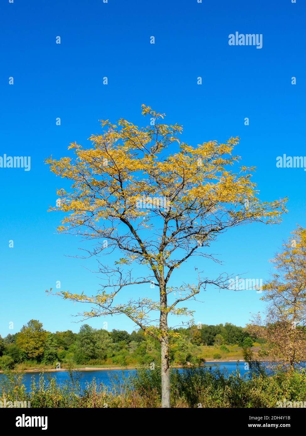 Honey locust tree hi-res stock photography and images - Alamy