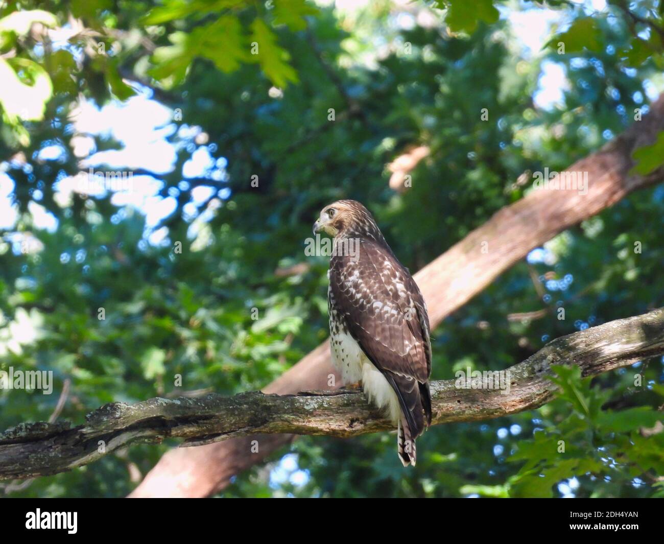 Hawk hunting in the forest: Red-tailed hawk hunts in the woods from a ...