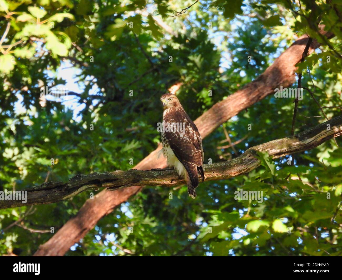 Hawk Hunting Prey