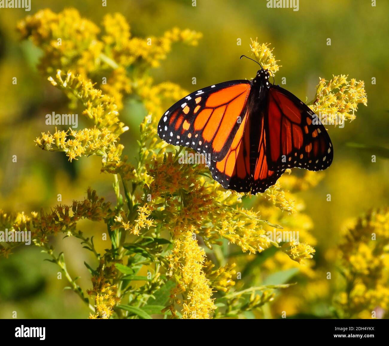 Monarch butterflies in garden wide hi-res stock photography and images ...