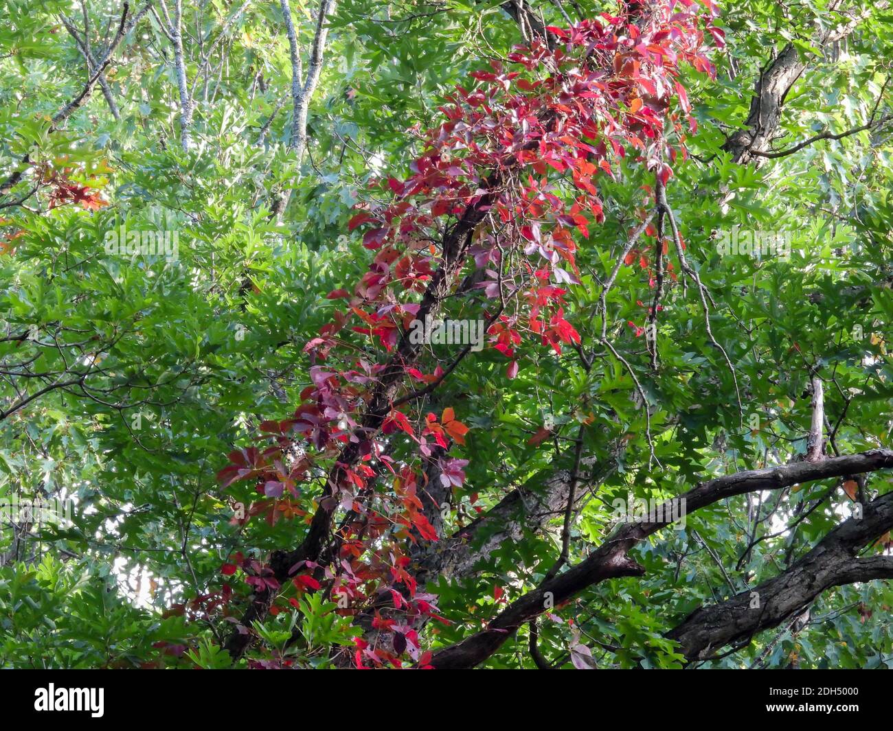Single Isolated Tree Branch with Bright Red Fall Autumn Leaves Among ...