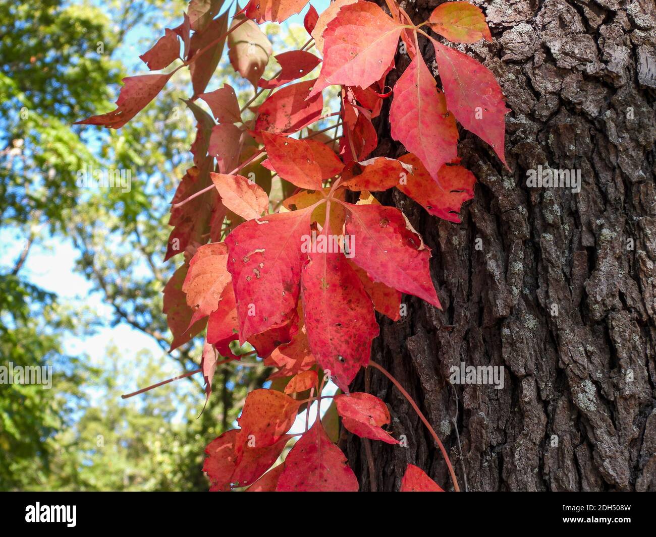 Extreme Close Up of Red Fall Autumn Ivy Leaves on Side of Tree Trunk ...