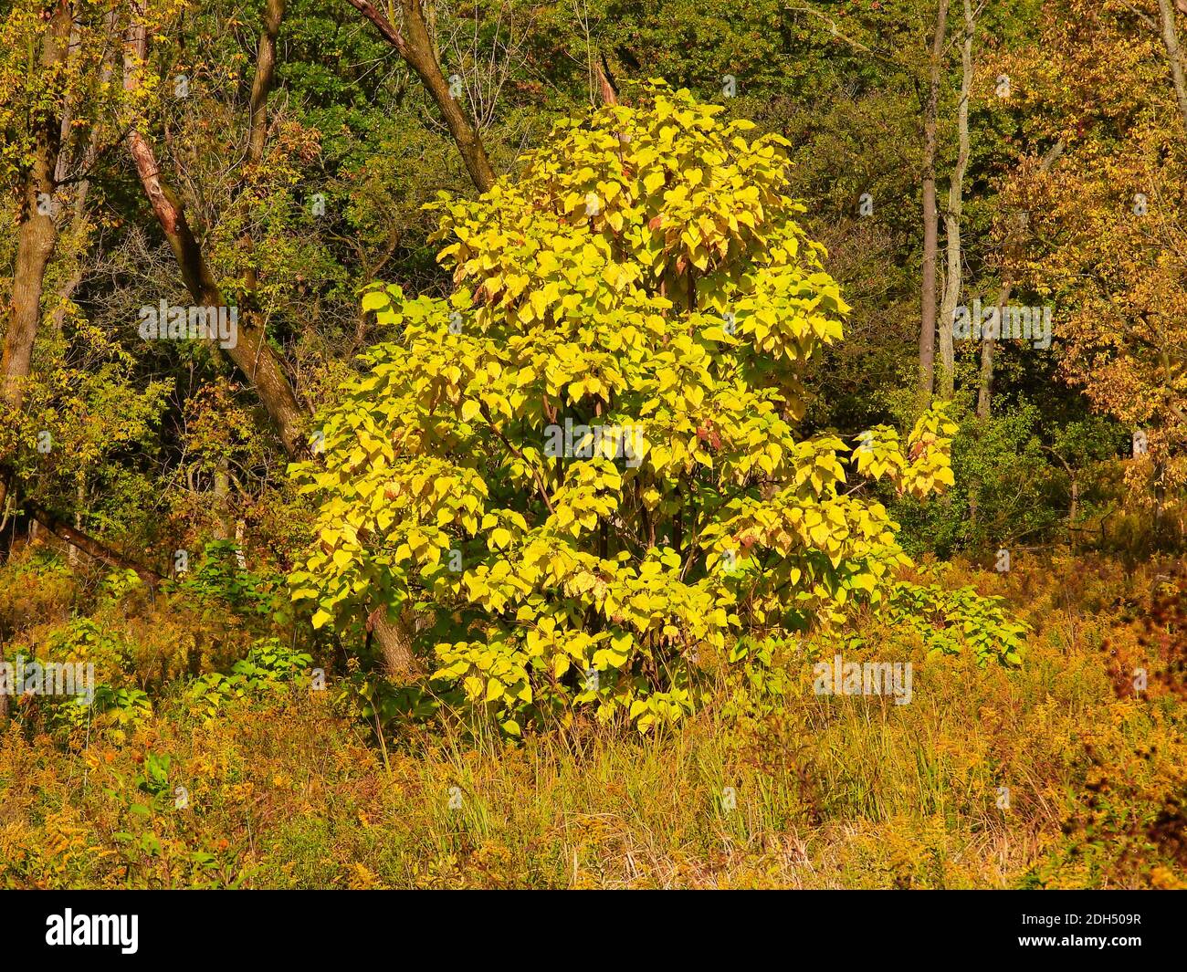 Warm Landscape View of Small Tree Turning Yellow with Autumn with ...