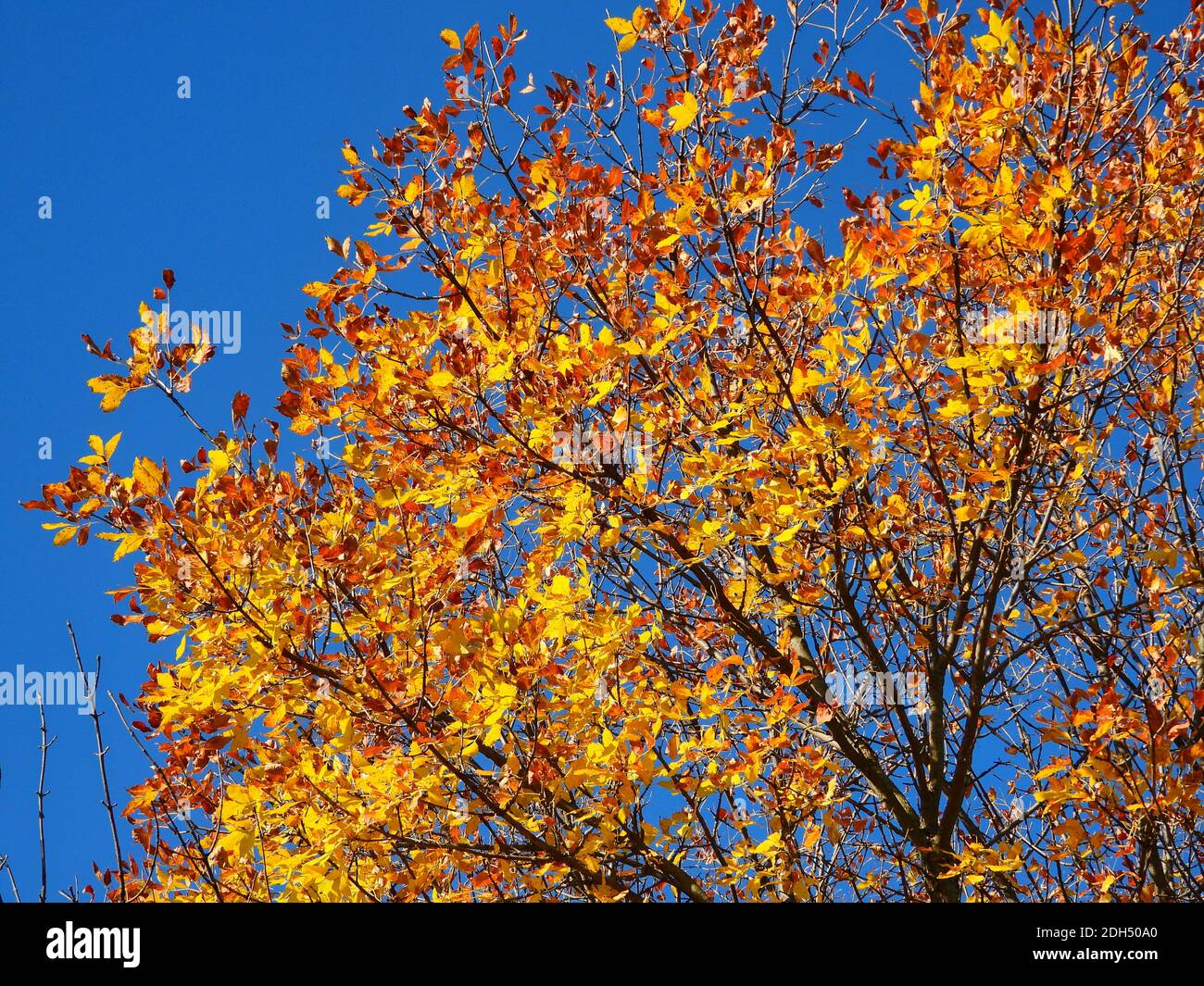 Bright Orange and Yellow Fall Leaves with Bright Blue Sky Background on ...