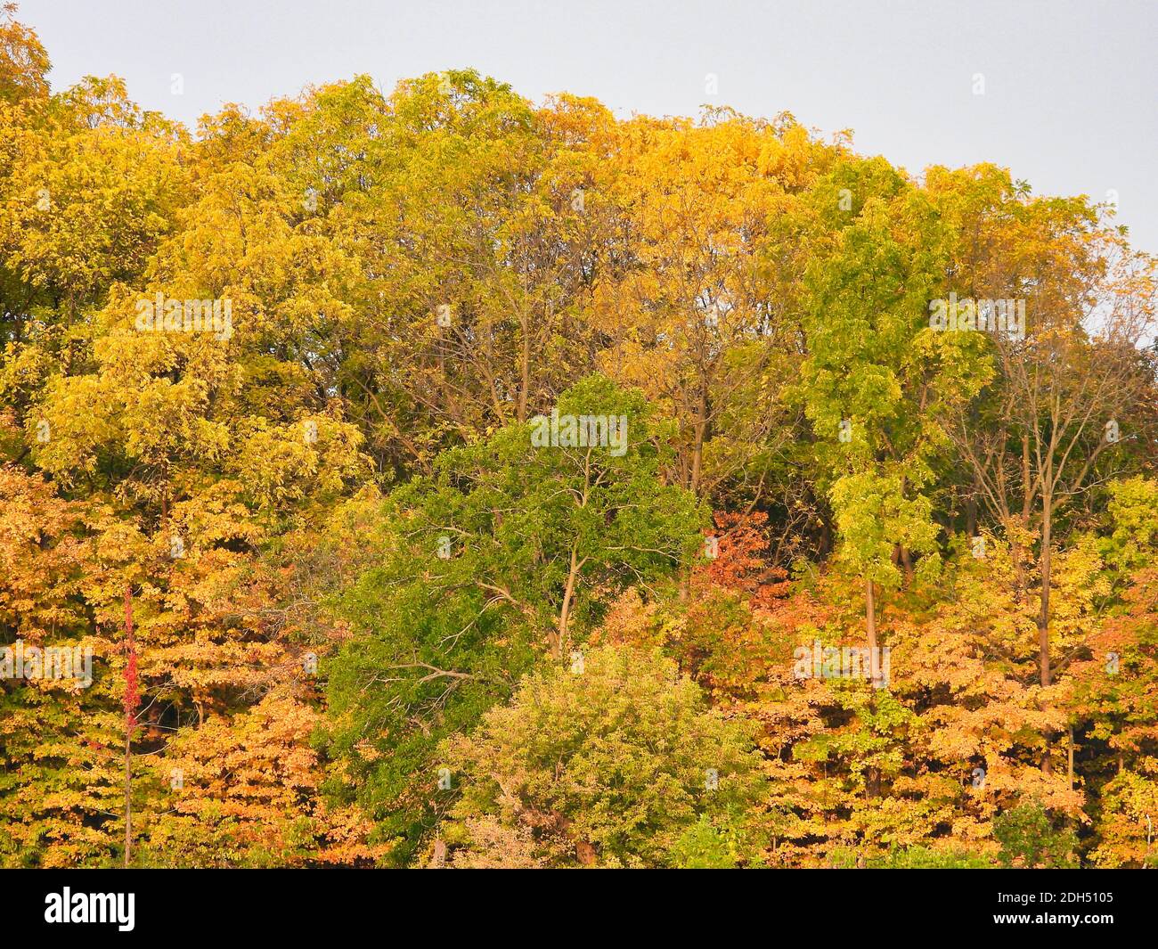 Full Fall Forest Landscape with Vibrant Mix of Autumn Leave Colors ...