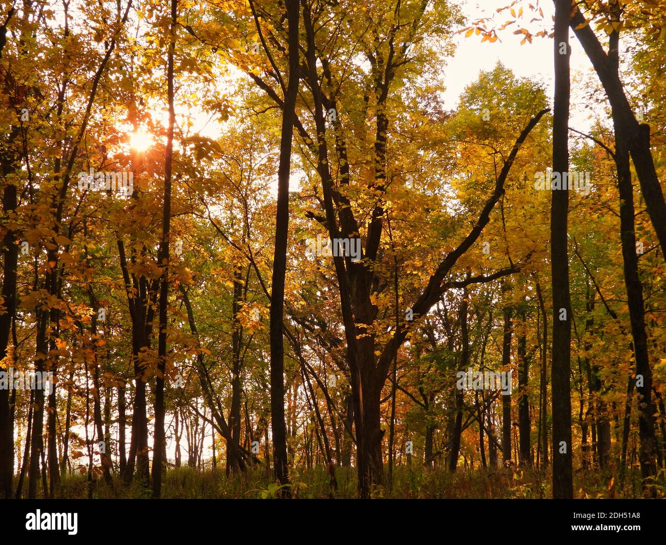 Fall Morning Sunrise Through Trees with Fall Leaves in Autumn Colors of ...