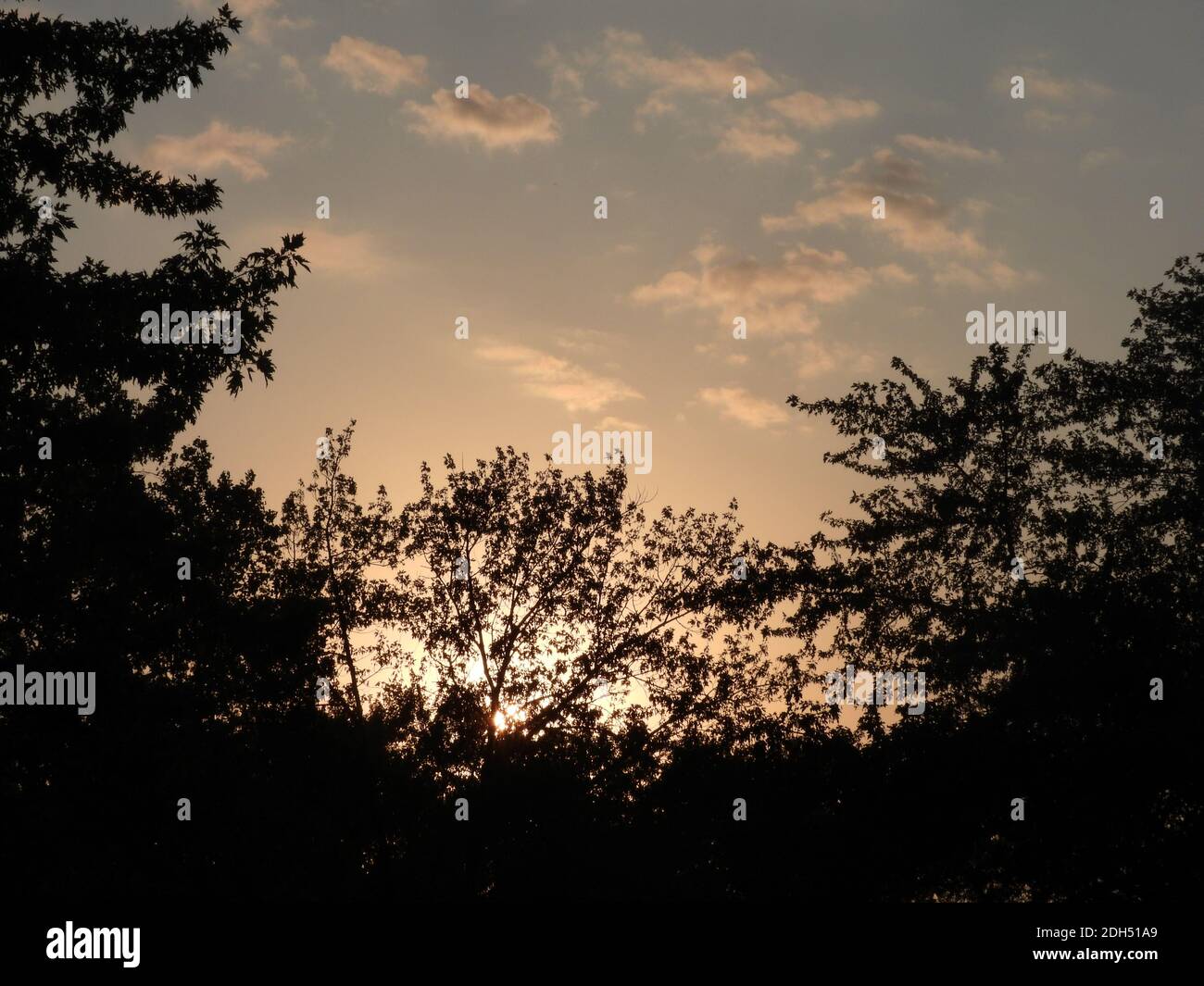 Warm Sunset Behind Silhouetted Maple Trees with Blue and Yellow Sky and ...