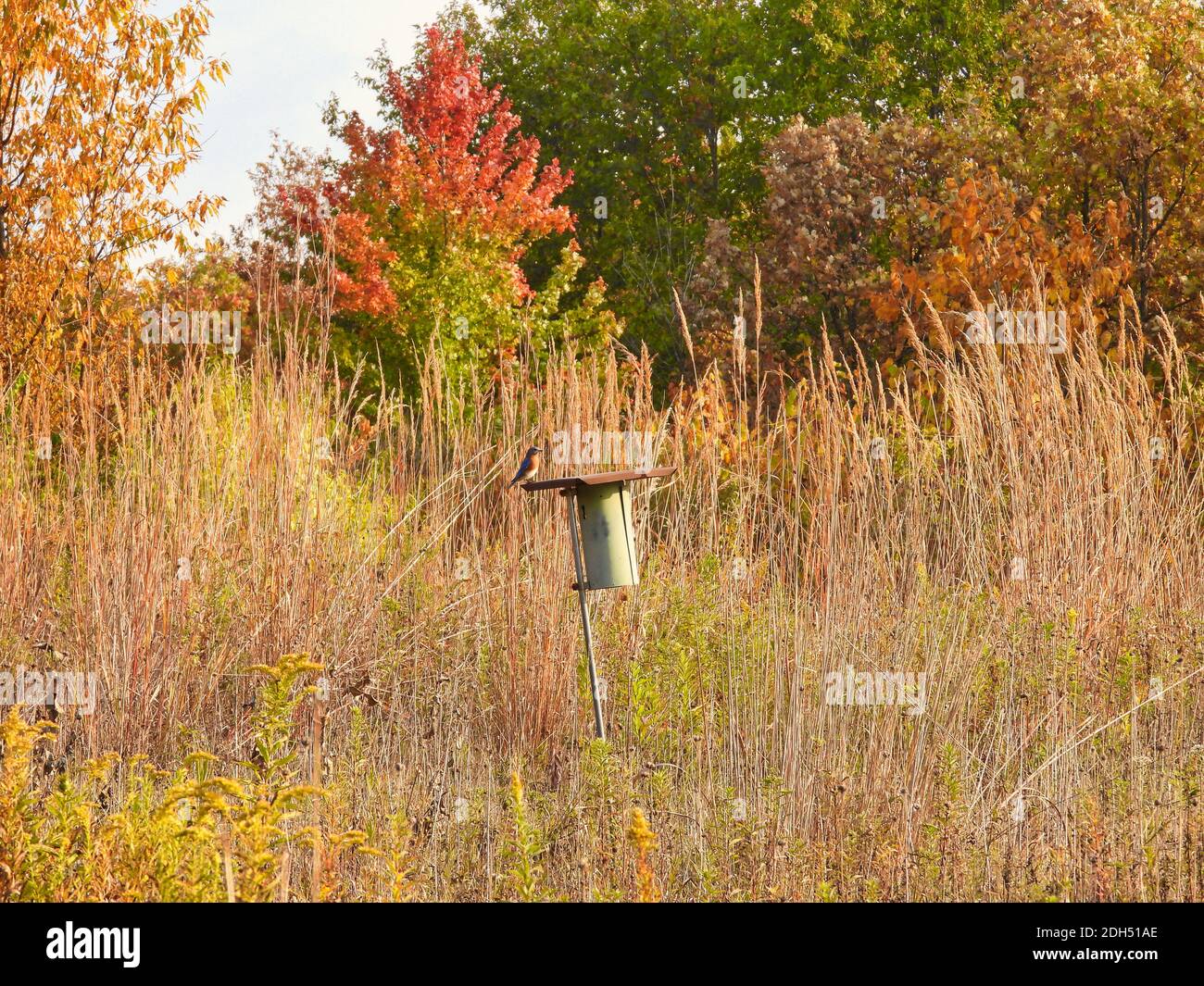 Eastern Bluebird Bird Sits Perched on Federally Protected Bluebird ...