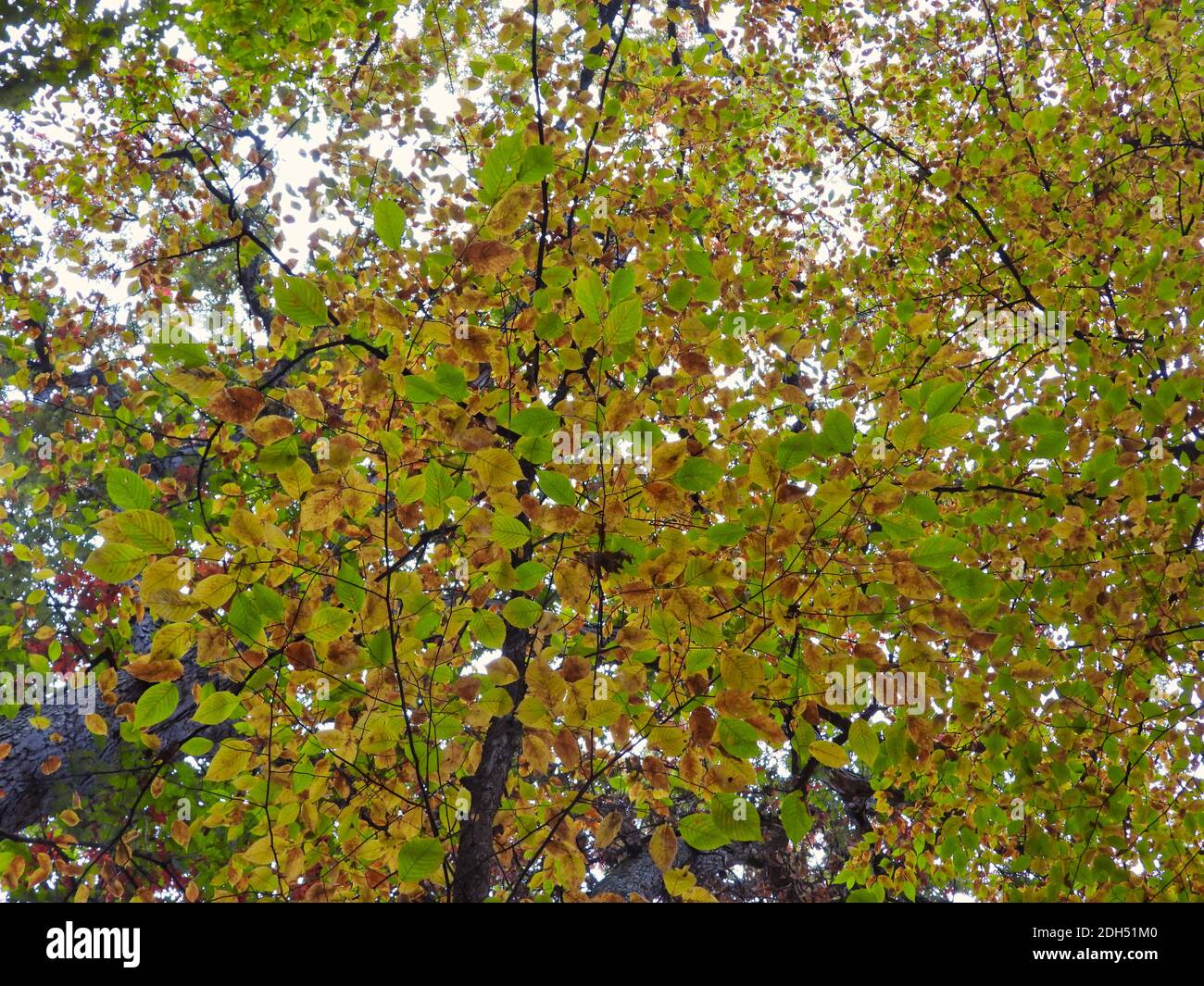 Fall autumn colors leave leaves tree trees hi-res stock photography and ...