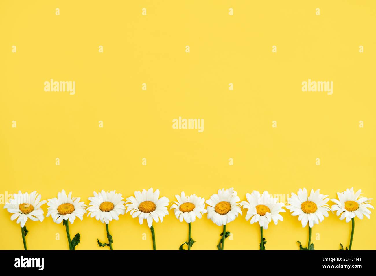 White daisy border hi-res stock photography and images - Alamy