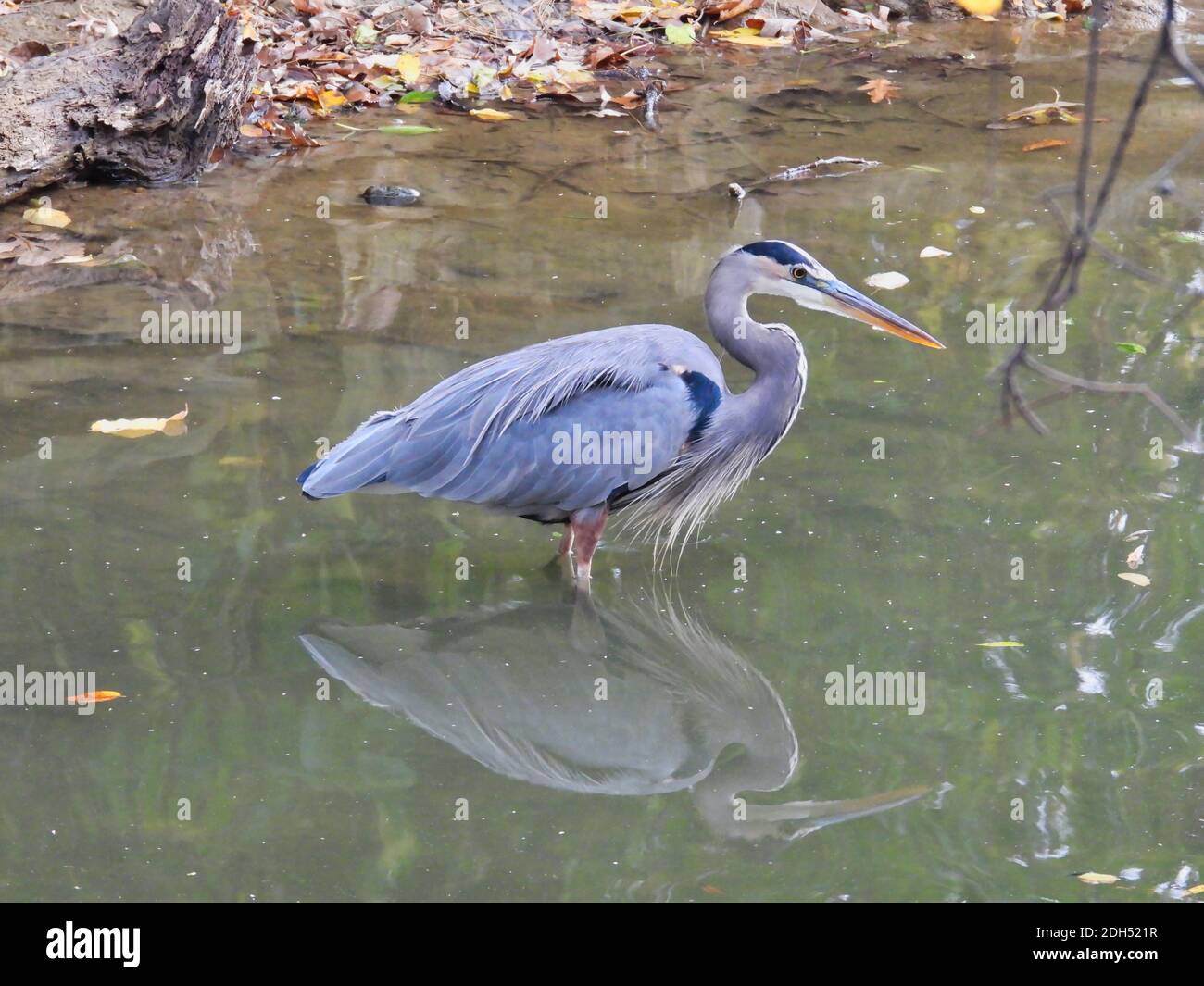 Great Blue Heron Bird Amongst Fall Colored Leaves Floating in Water of ...