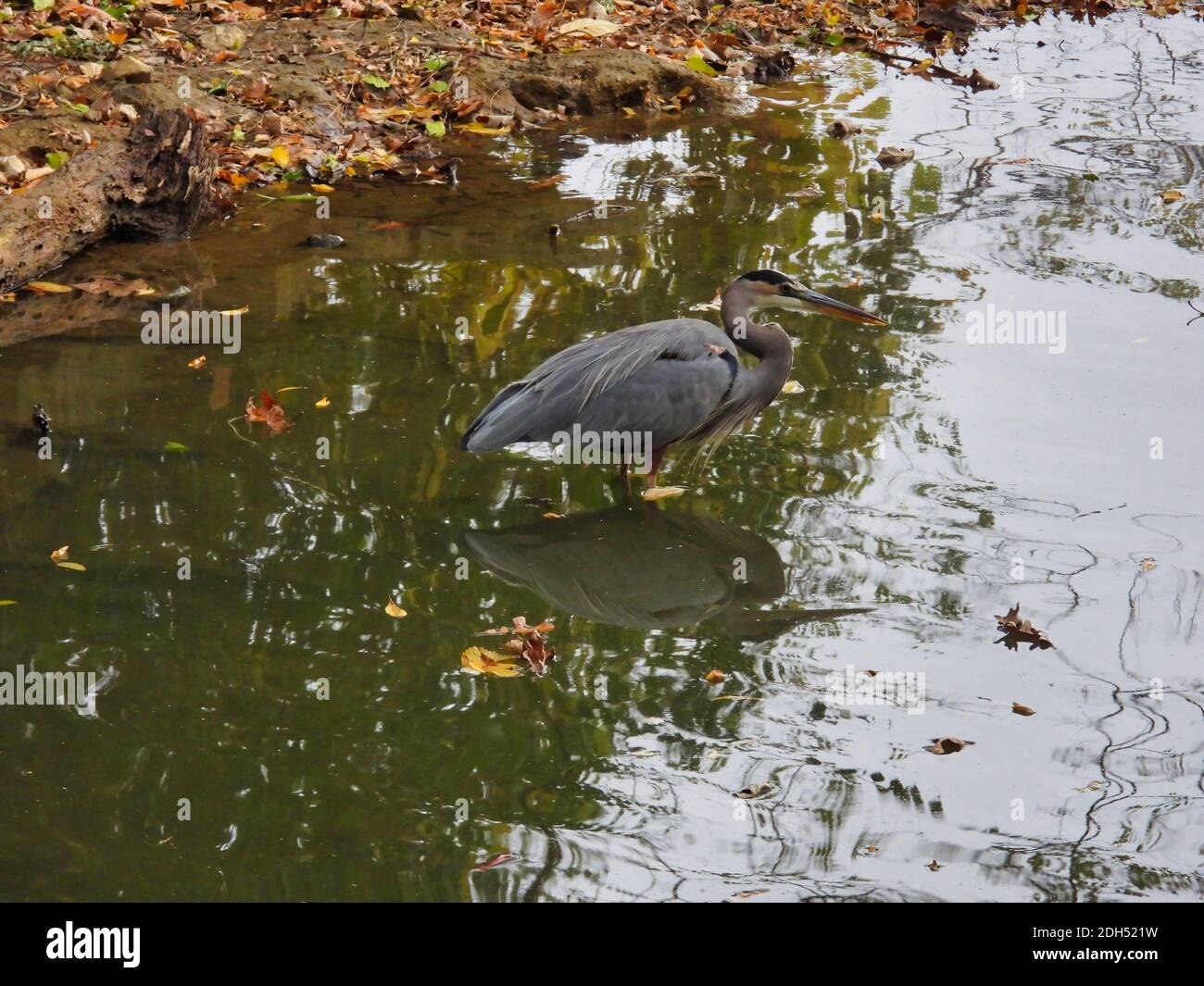 Great Blue Heron Bird Amongst Fall Colored Leaves Floating in Water of ...