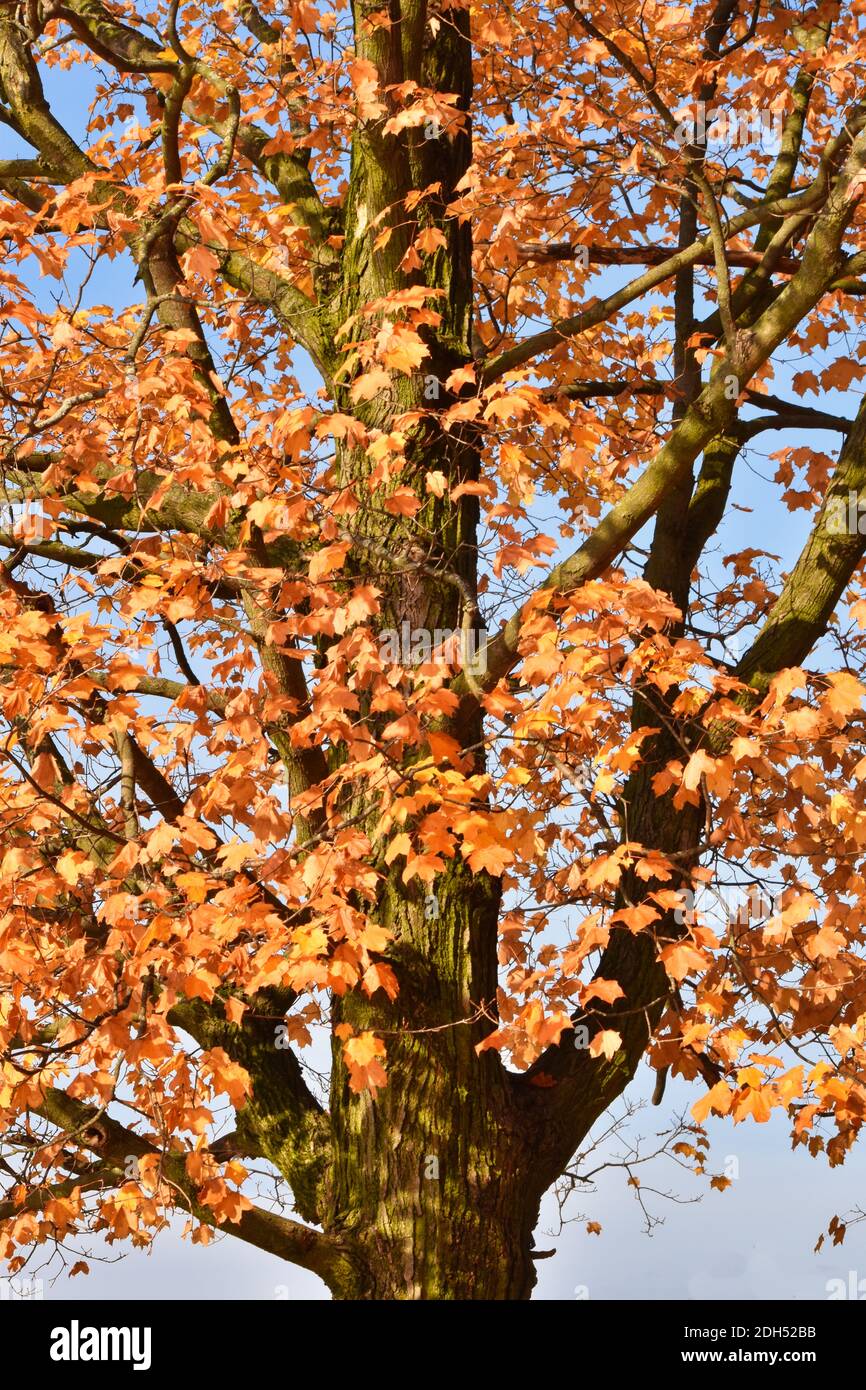 Autumn in the Park Closeup of Orange Maple Leaves on Maple Tree with ...