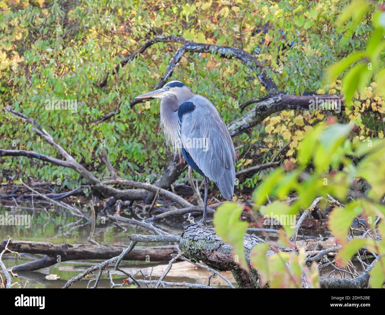 Heron on a fallen tree: Great blue heron bird stands on a fallen tree ...