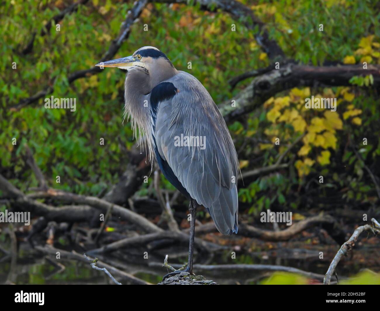 Great blue heron standing on hi-res stock photography and images - Alamy